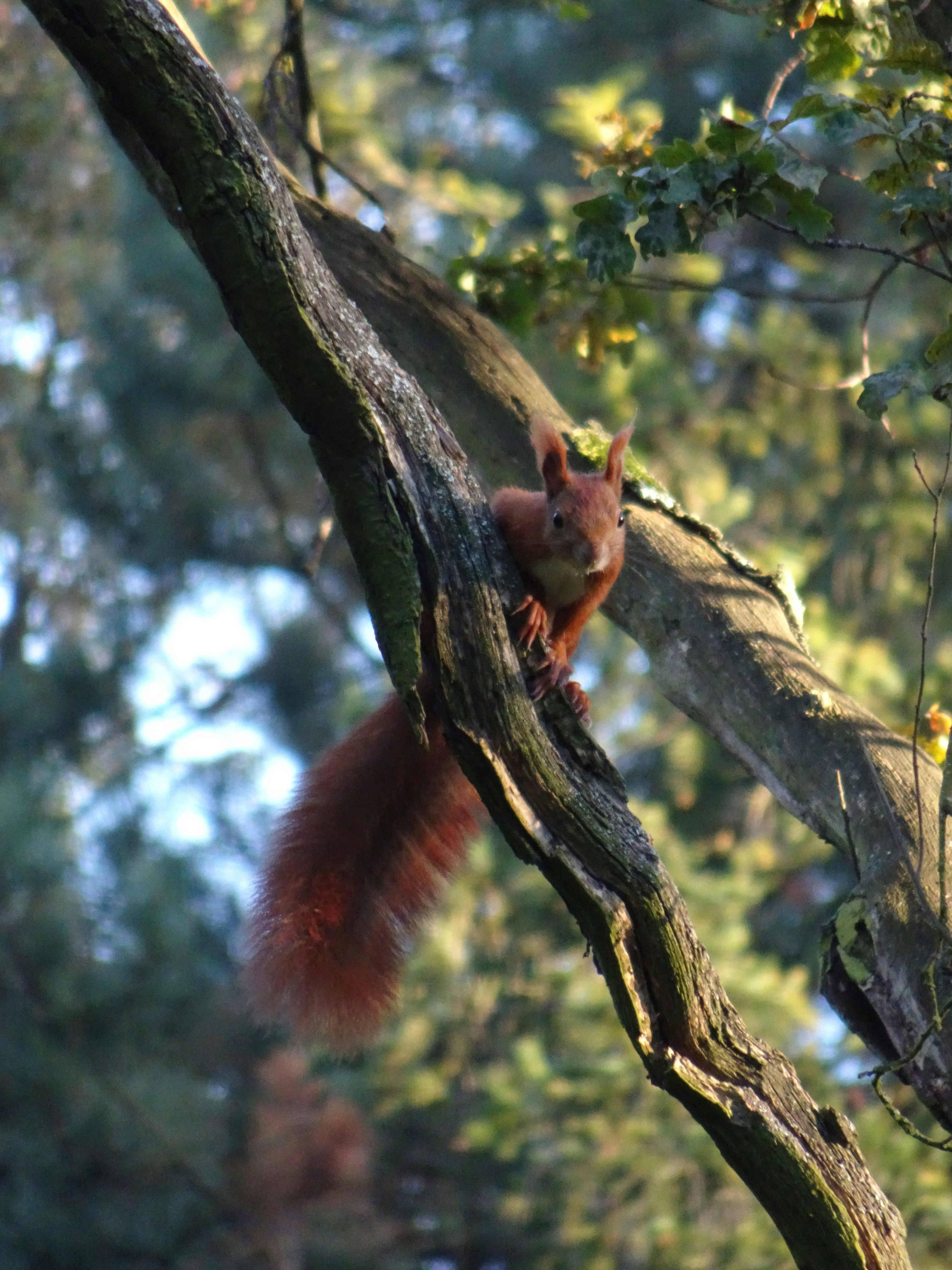 Photograph of a red squirrel clinging to a moss-covered branch in a sunlit forest.