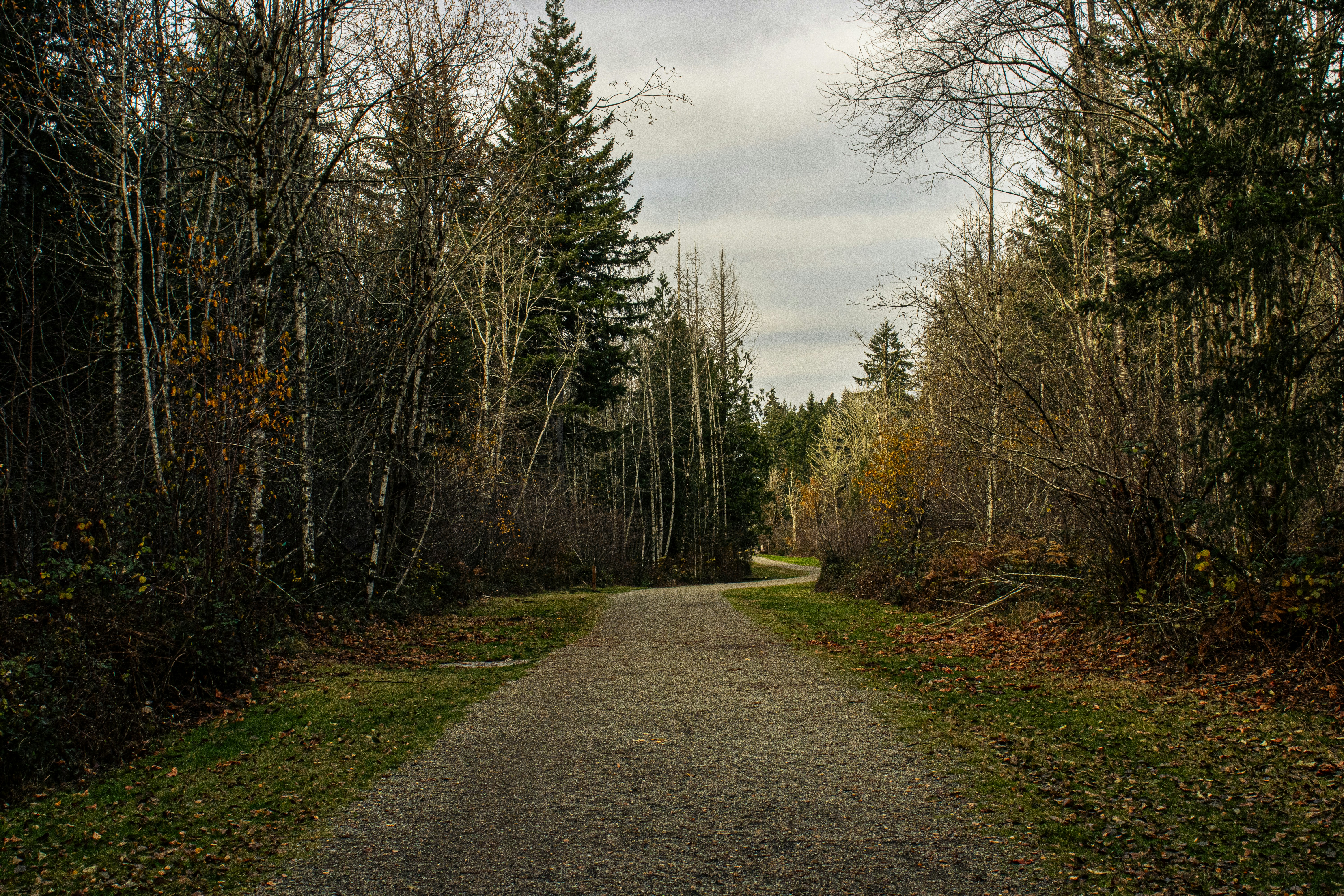 Autumn Gravel Path Fading Into a Quiet Forest Corridor