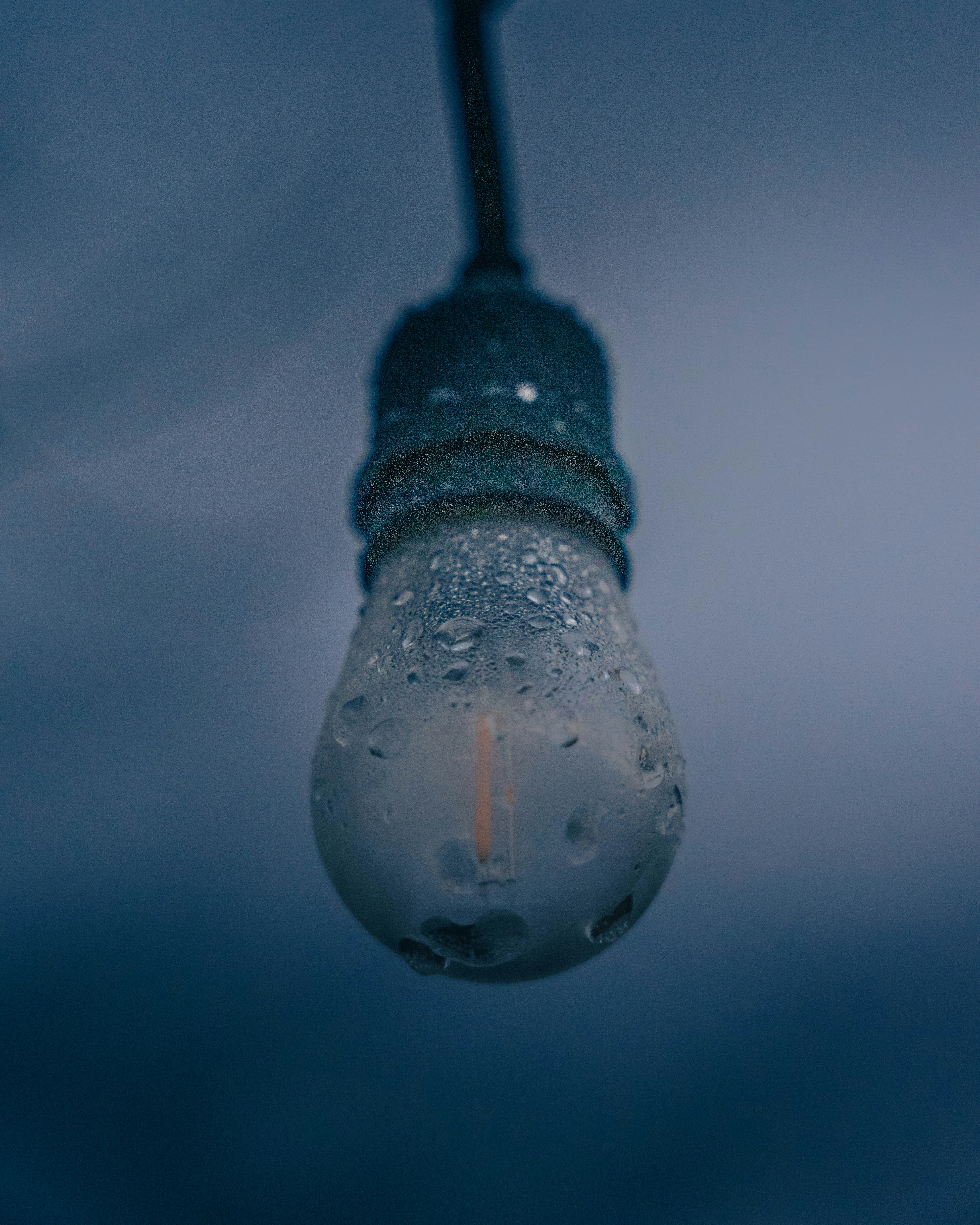 Rain-Kissed Bulb: A Macro Portrait in Evening Blue