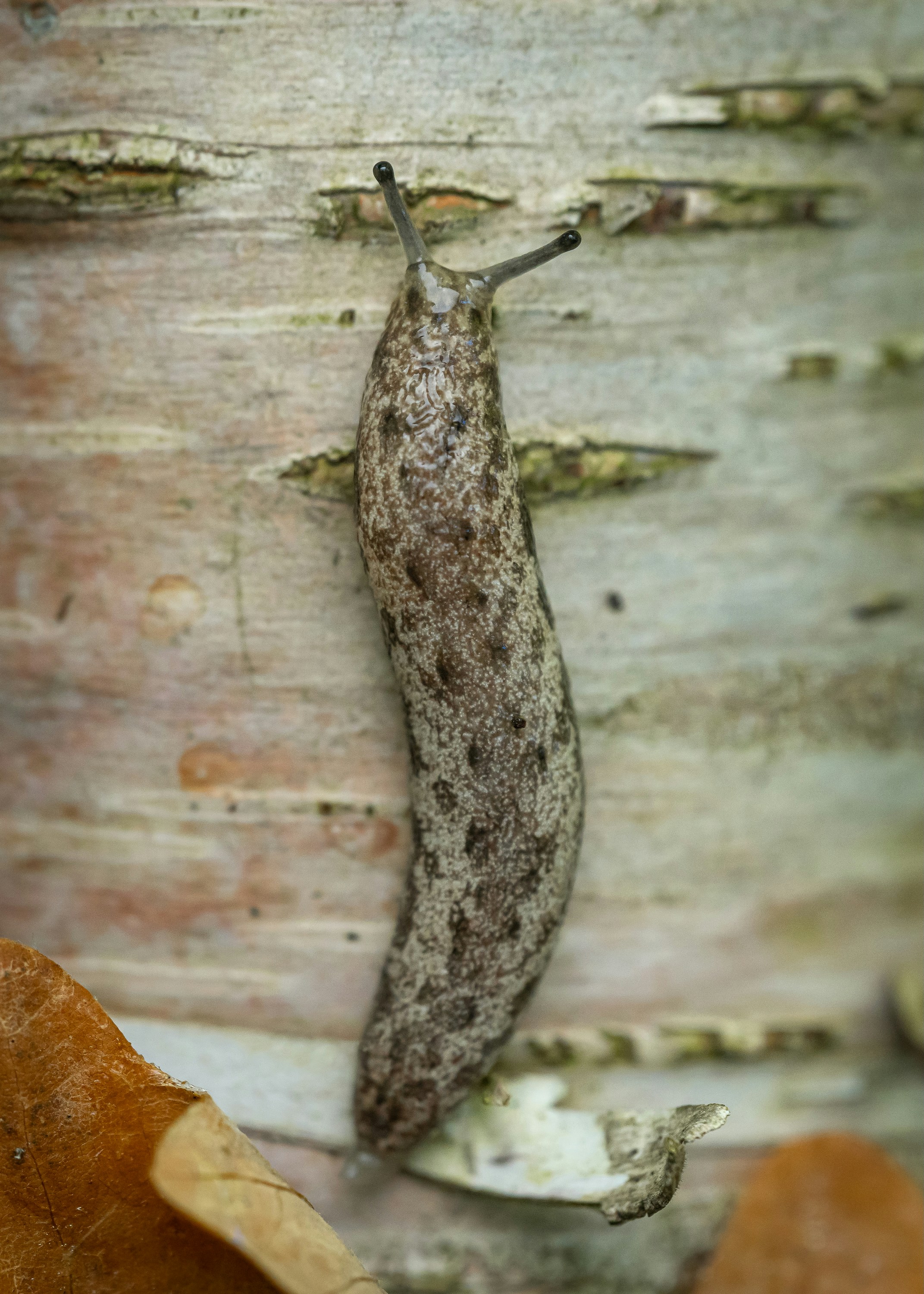 Birch Bark Climber: A Camouflaged Slug on Weathered Wood