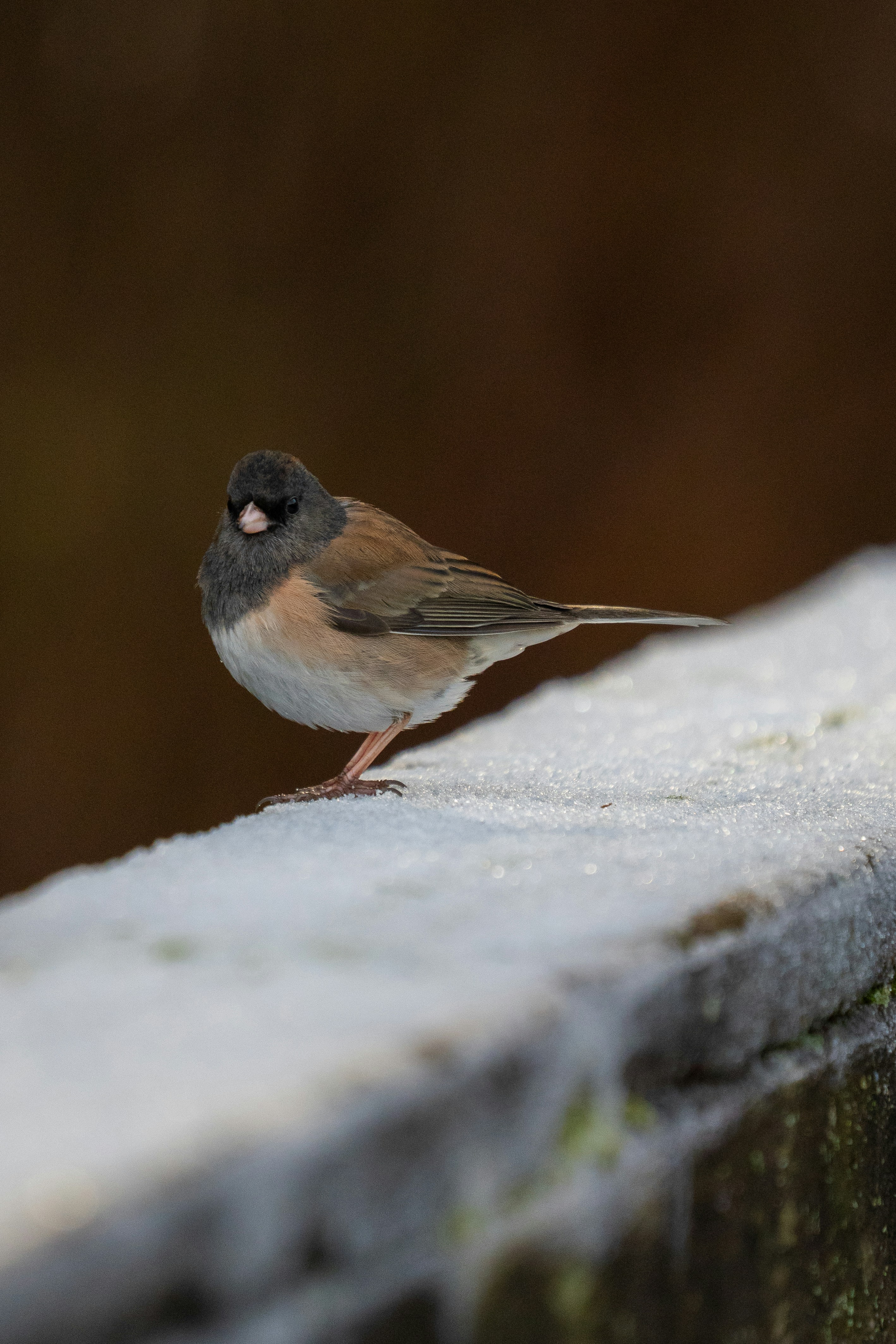 Tiny Passenger of the Snow: A perched bird on a frosted ledge