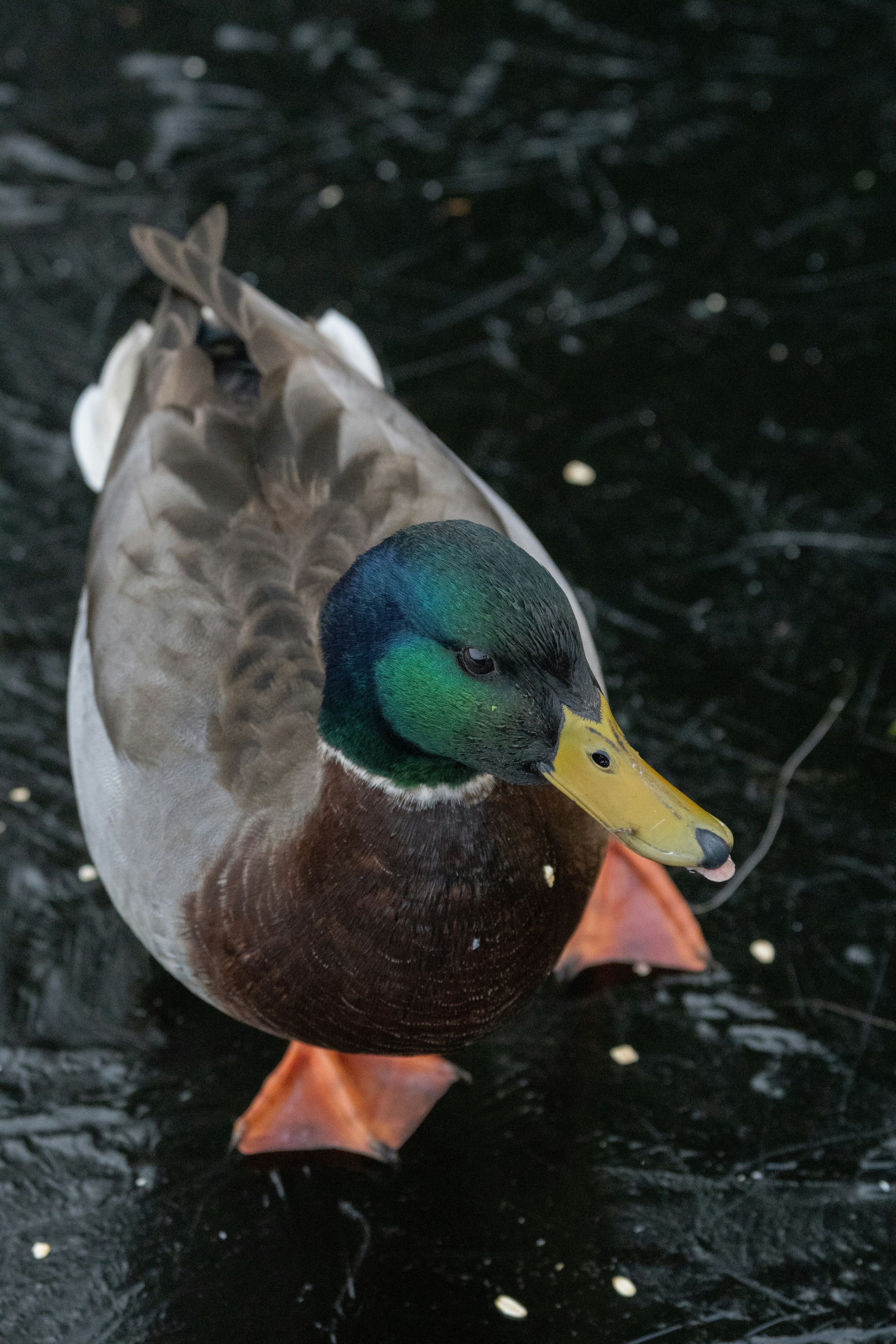 Emerald-headed Mallard Pauses on a Glossy Dark Ice