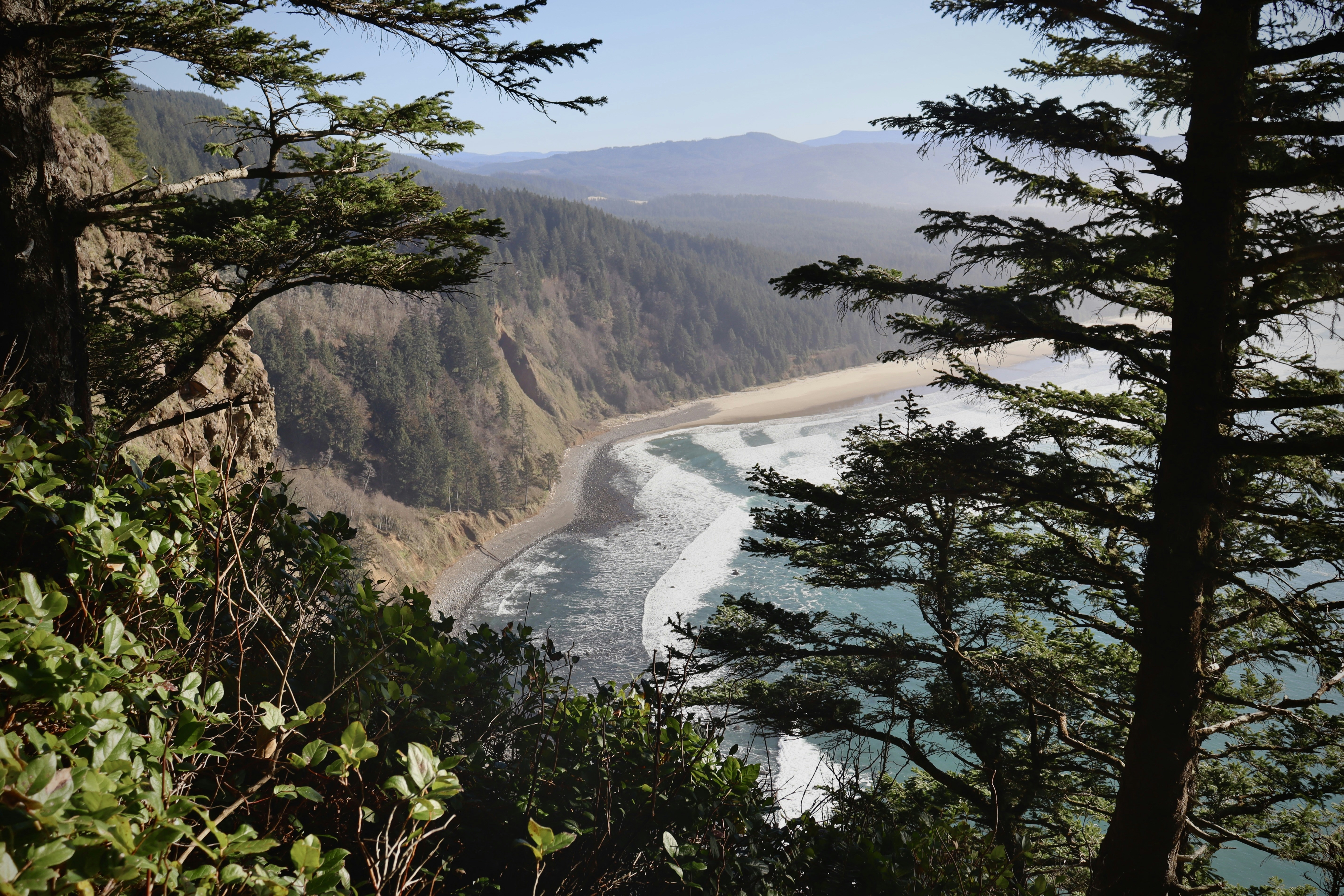 Emerald Coastline Framed by Pines: A Cliffside Overlook