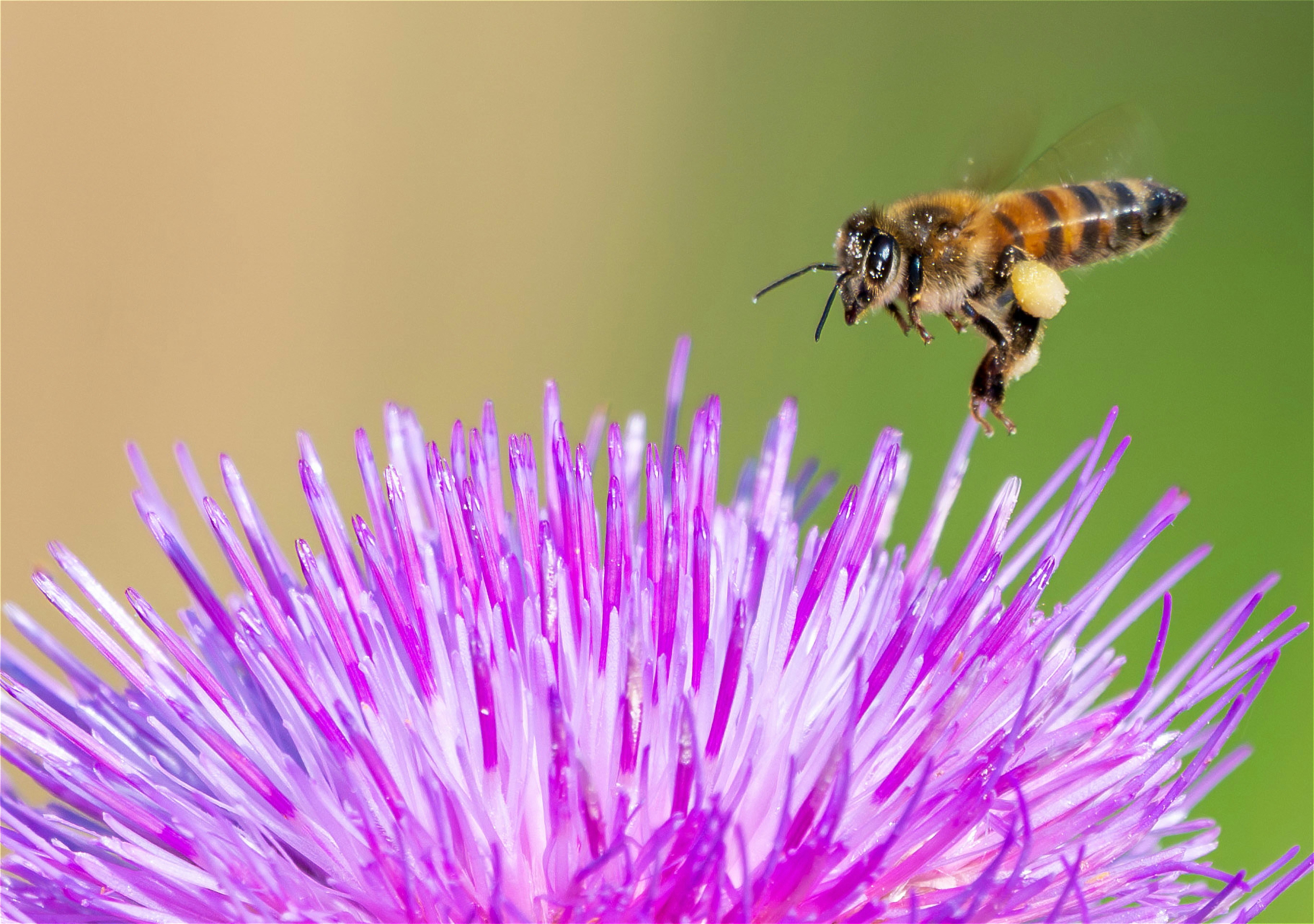 Eine Biene fliegt über eine lila Blume Foto – Kostenloses Bild zum ...