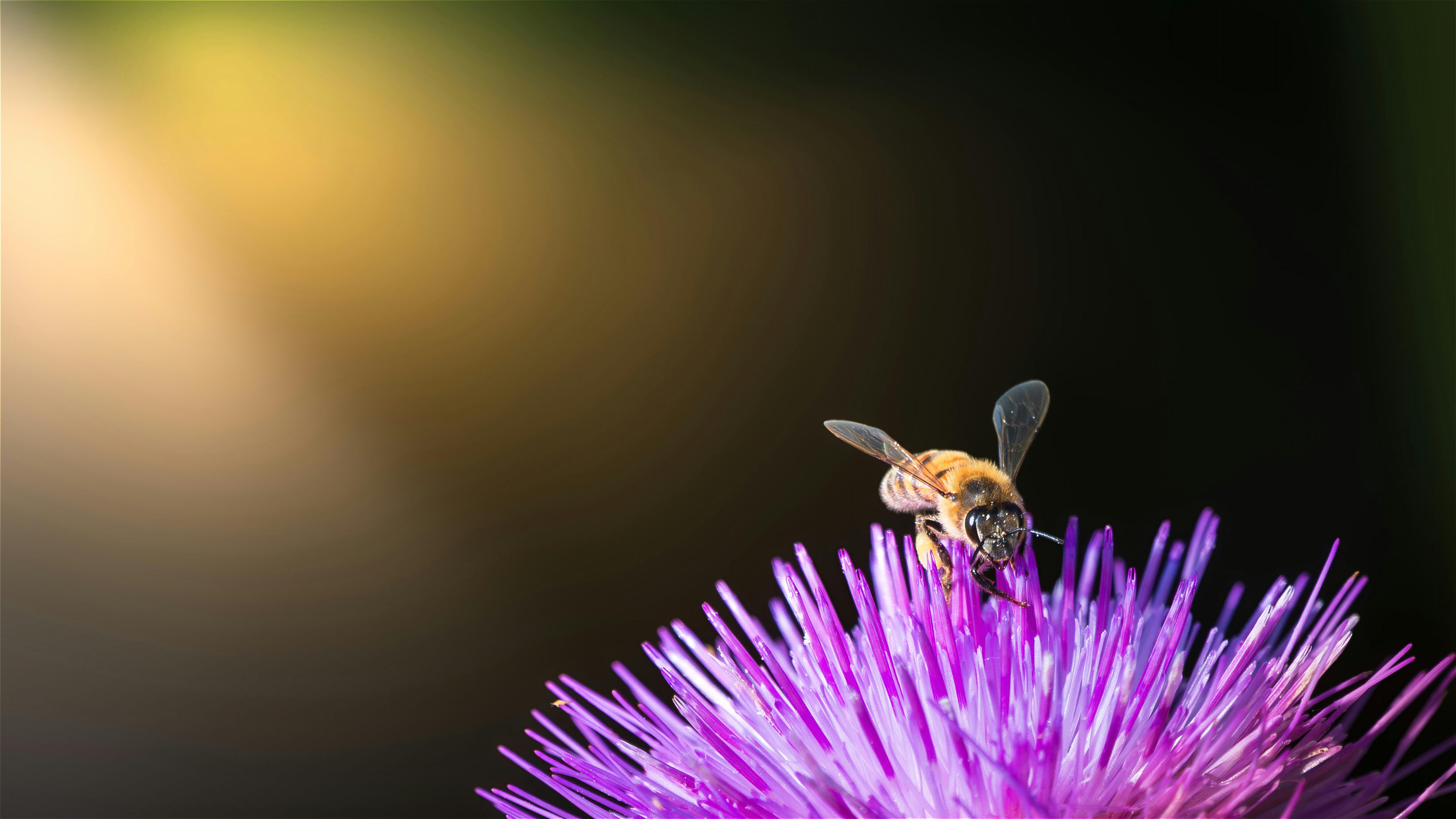 A honeybee rests on a vibrant purple thistle flower, illuminated by soft, warm sunlight against a dark background. Everglades National Park.