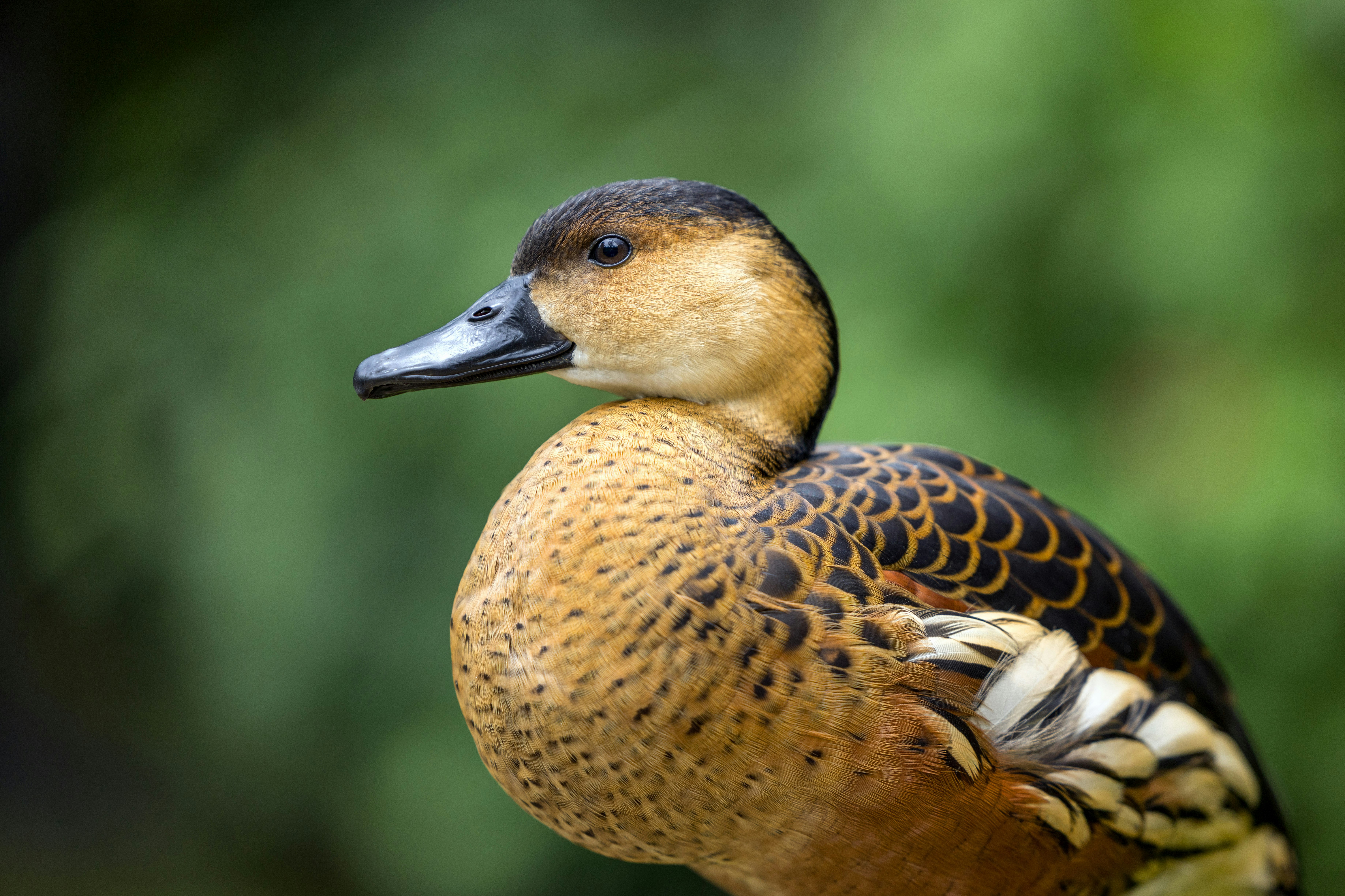 A close up of a duck on a branch photo – Free Animal Image on Unsplash