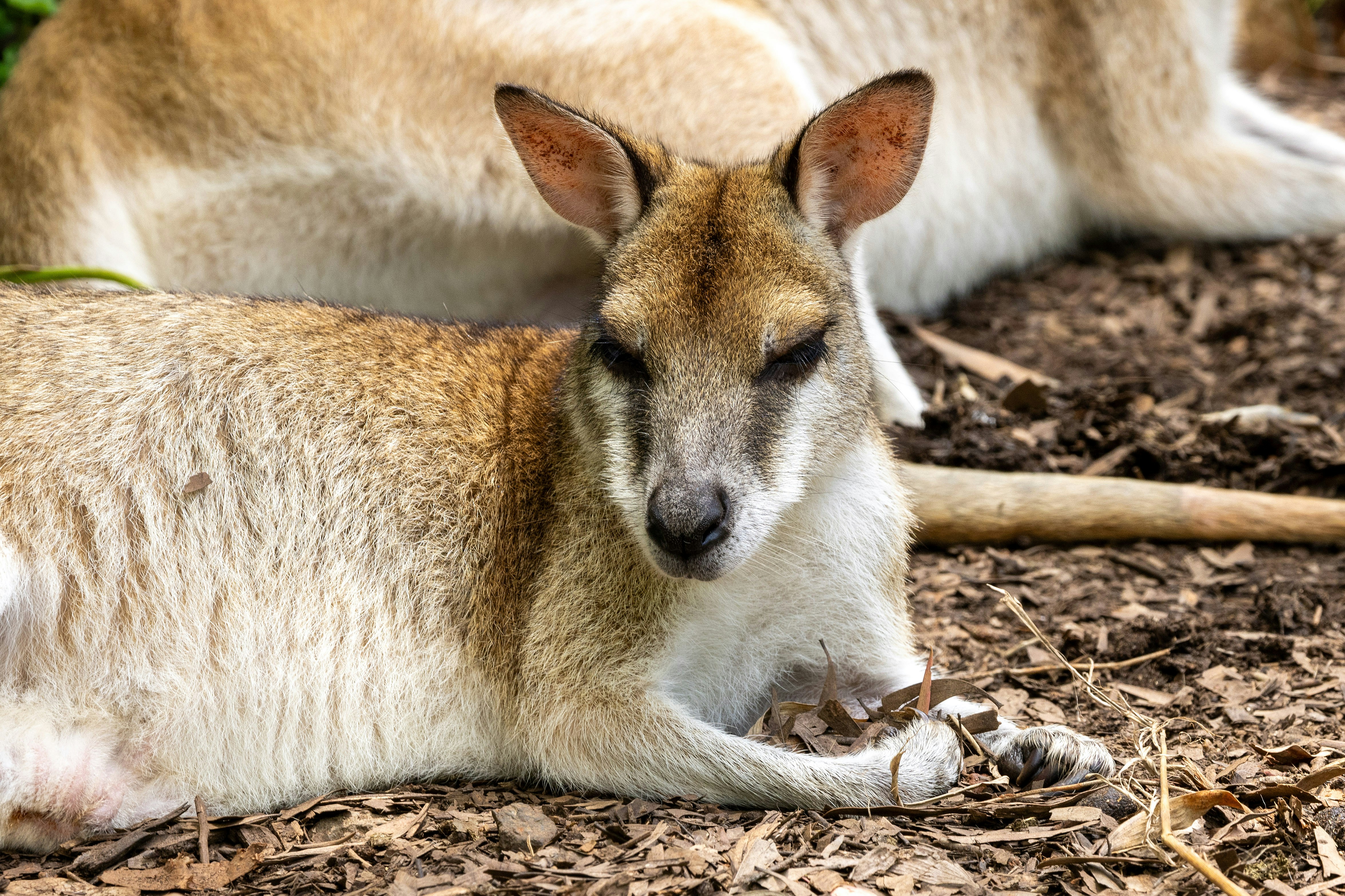 Agile Wallabies relaxing in the shade.