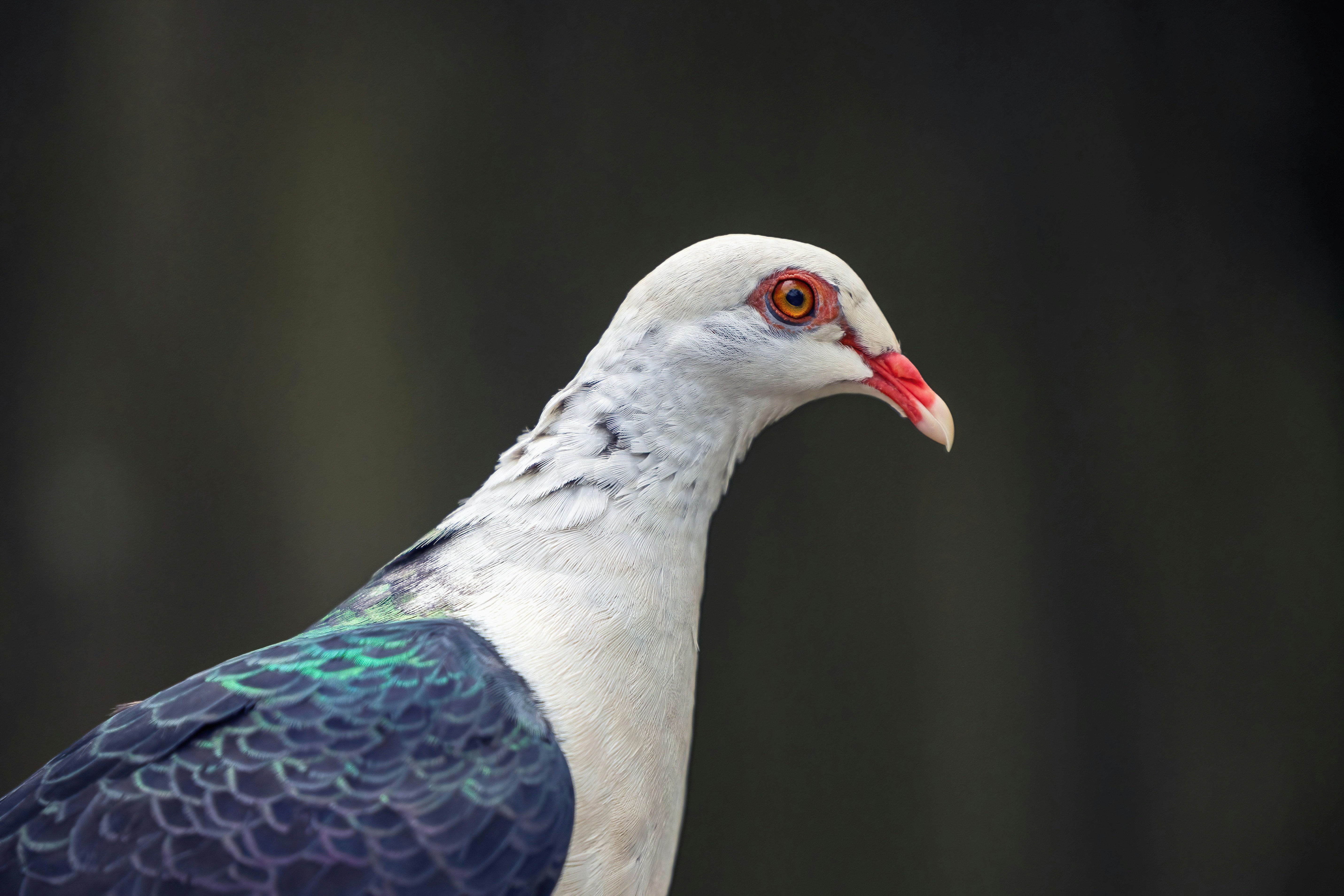 Profile of a White-headed Pigeon.