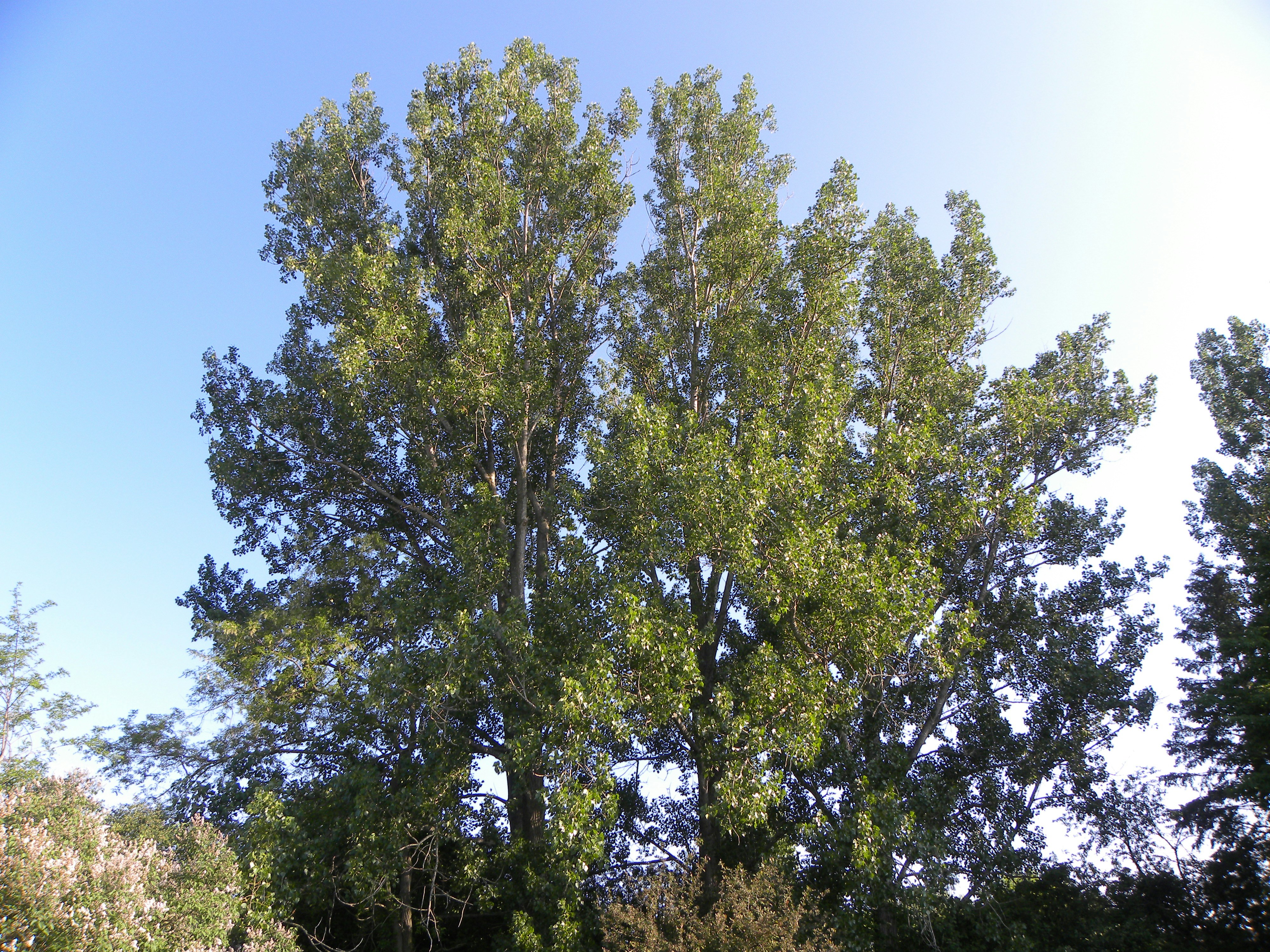 Canopy’s Lattice: Sunlit Leaves Against a Brushed Blue Sky