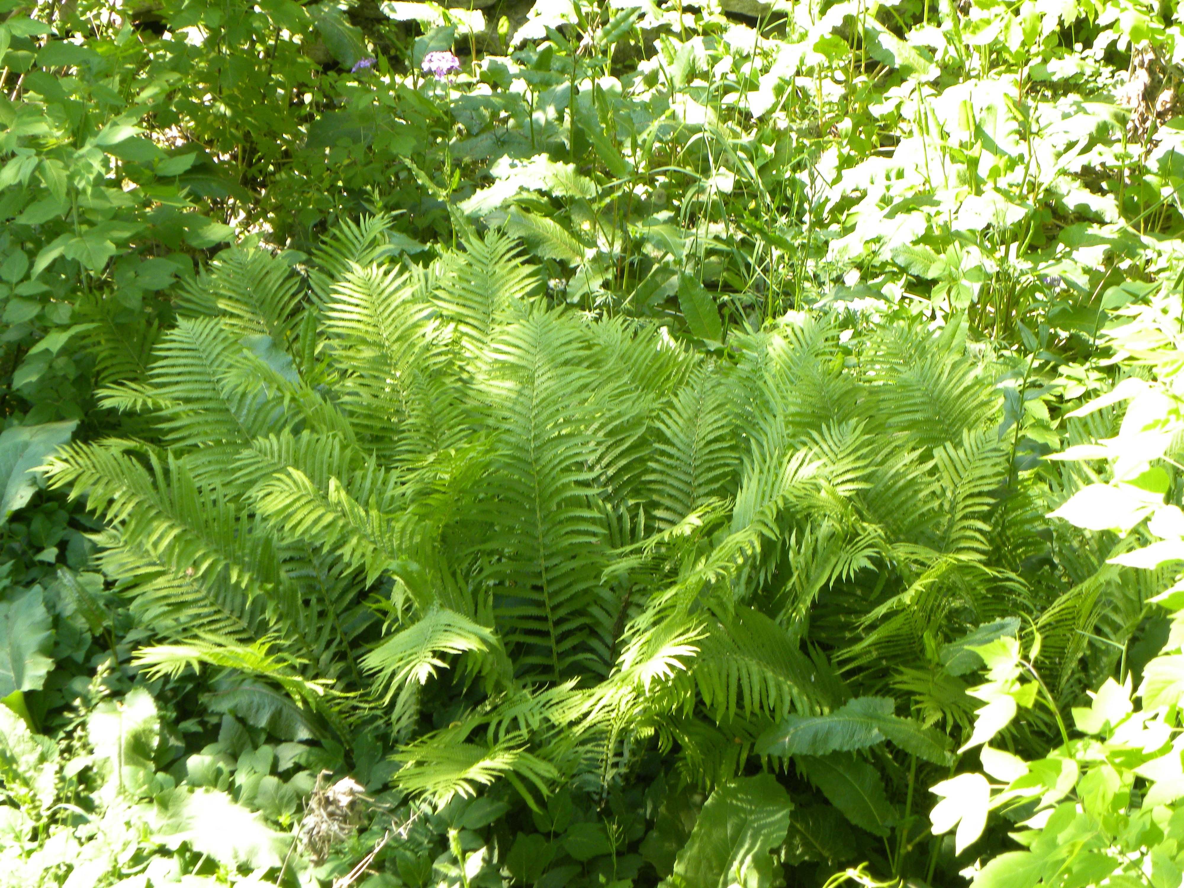 A lush green forest filled with lots of leaves