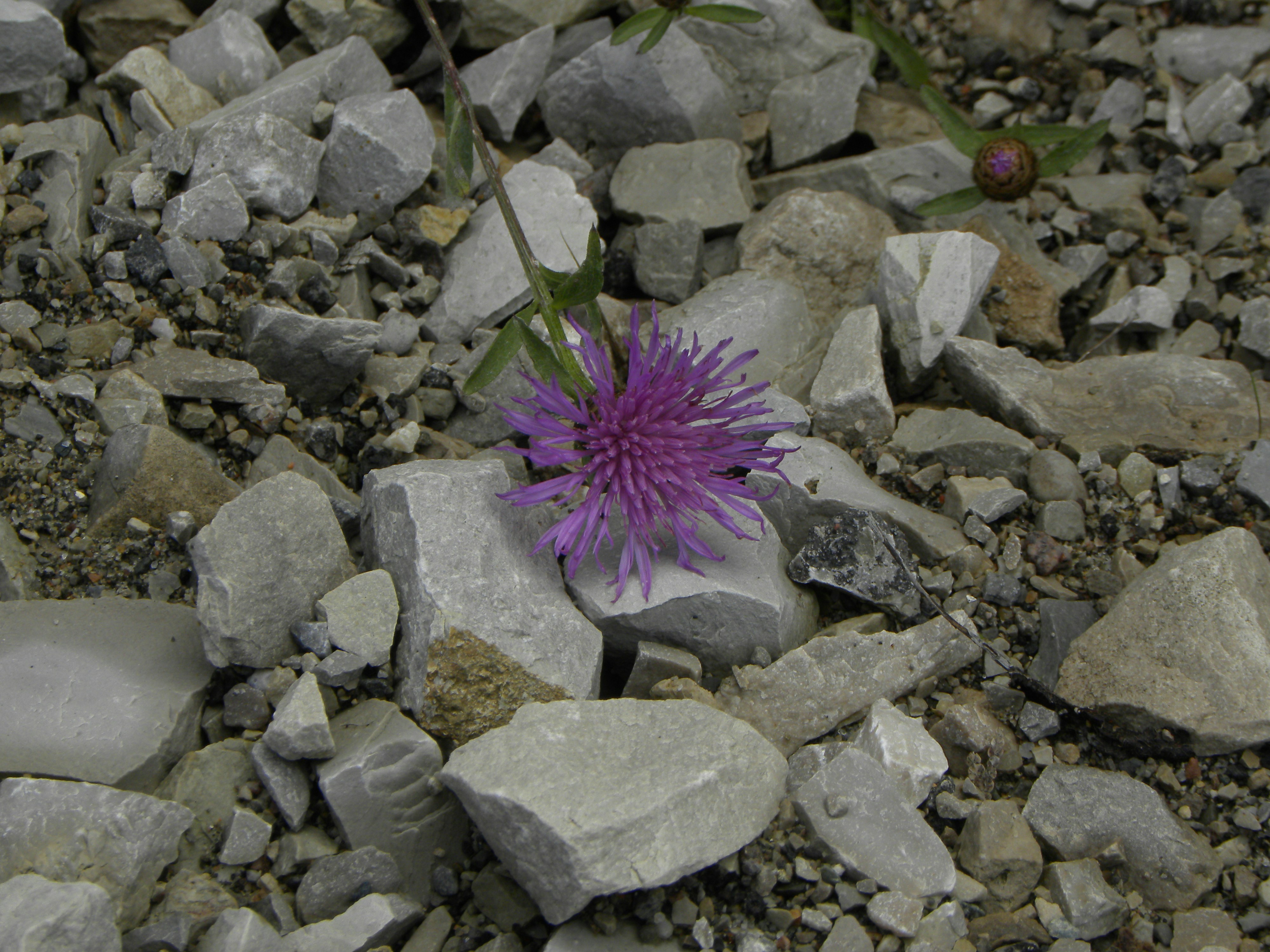 Photo by Doug R. W. Dunigan with Nikon COOLPIX P90