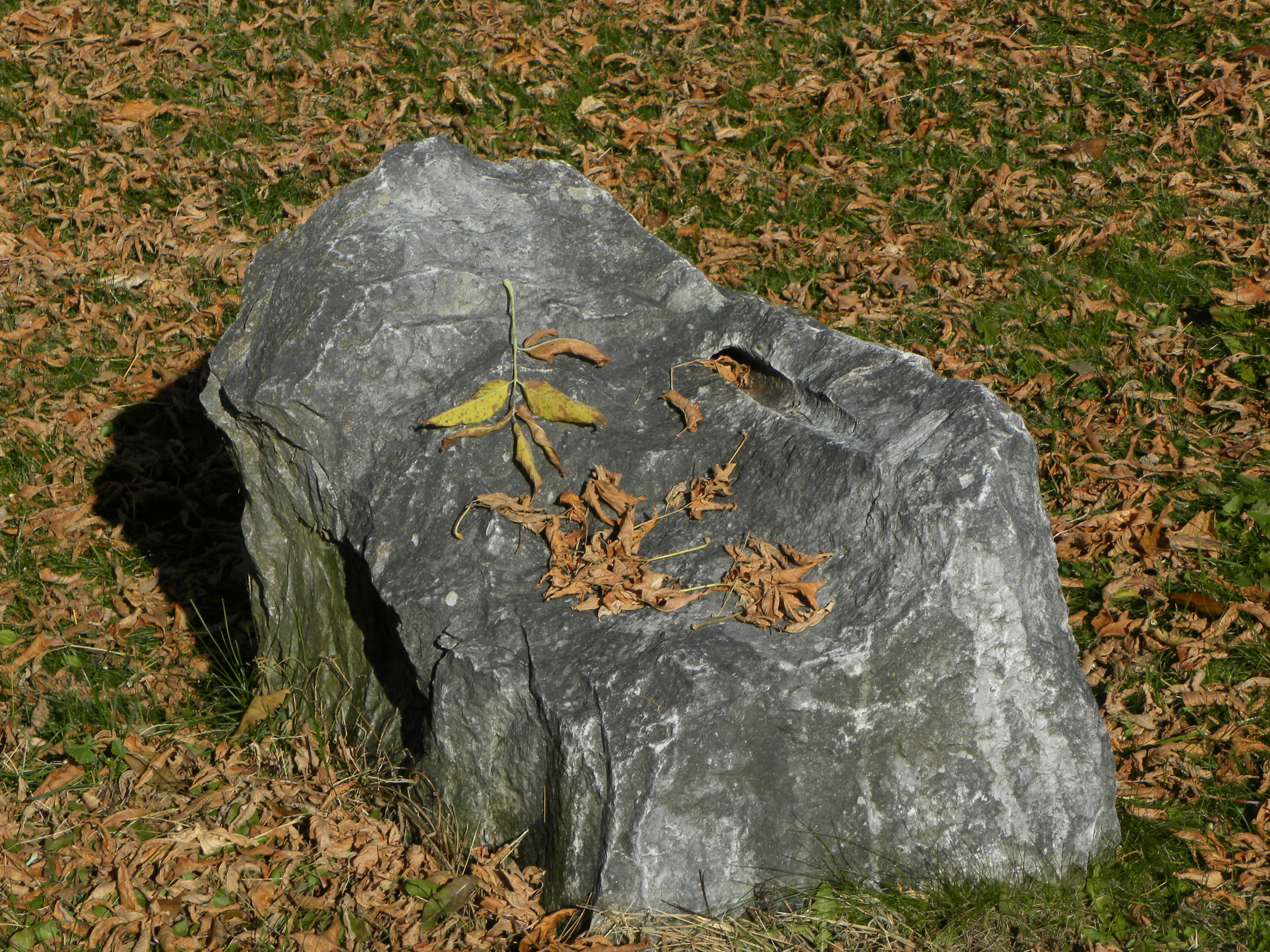Grey rock sits on grass with dried autumn leaves scattered across its surface. A straightforward still-life shot highlighting texture and contrast against the earthy ground.