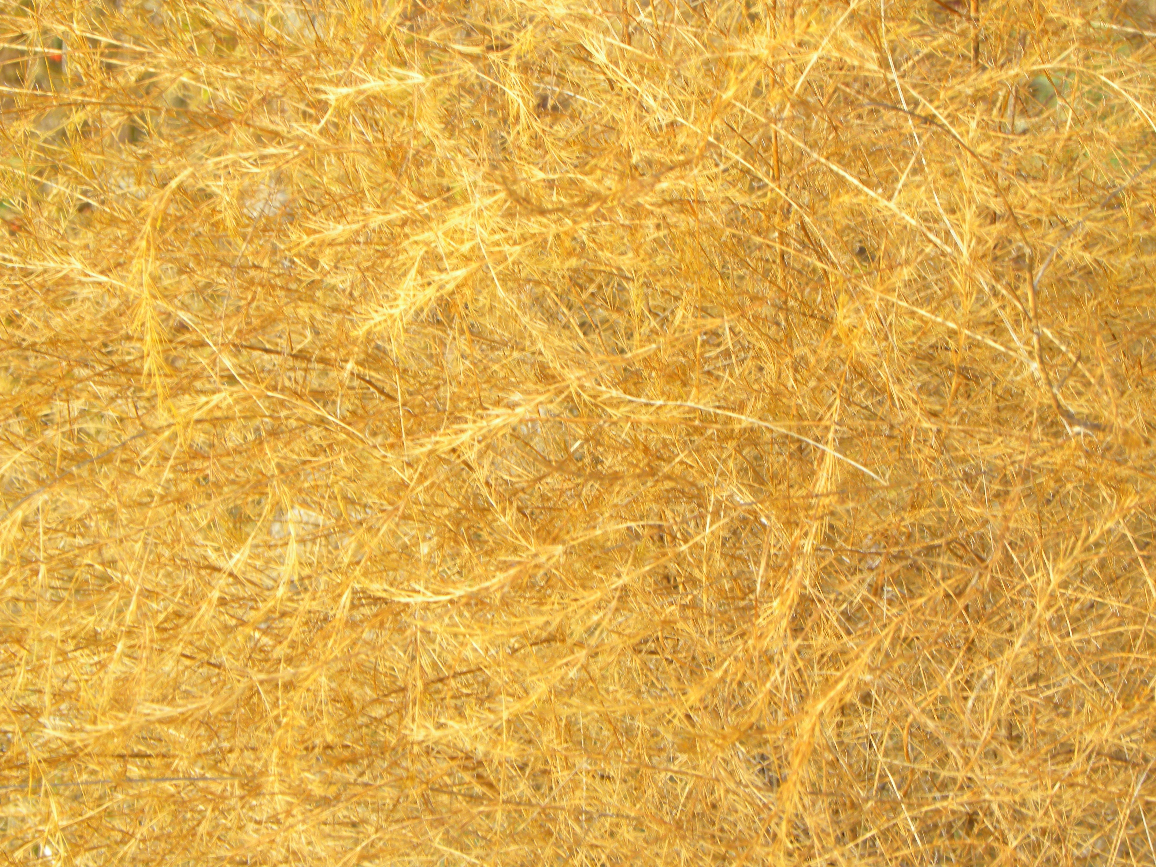 Close-up of tangled golden grass fibers forming a warm, textured field.