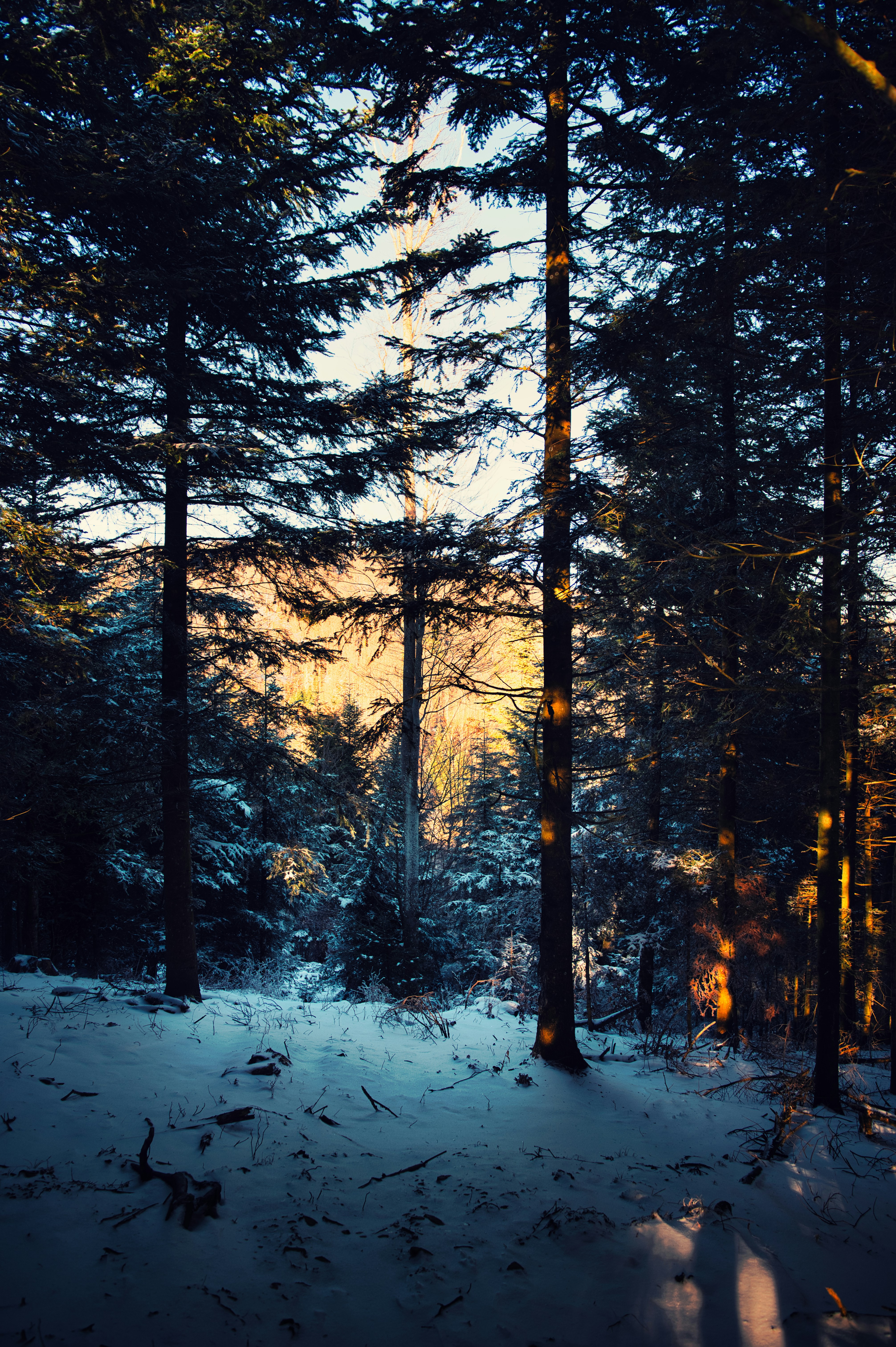 Une forêt remplie de nombreux arbres recouverts de neige photo – Image ...