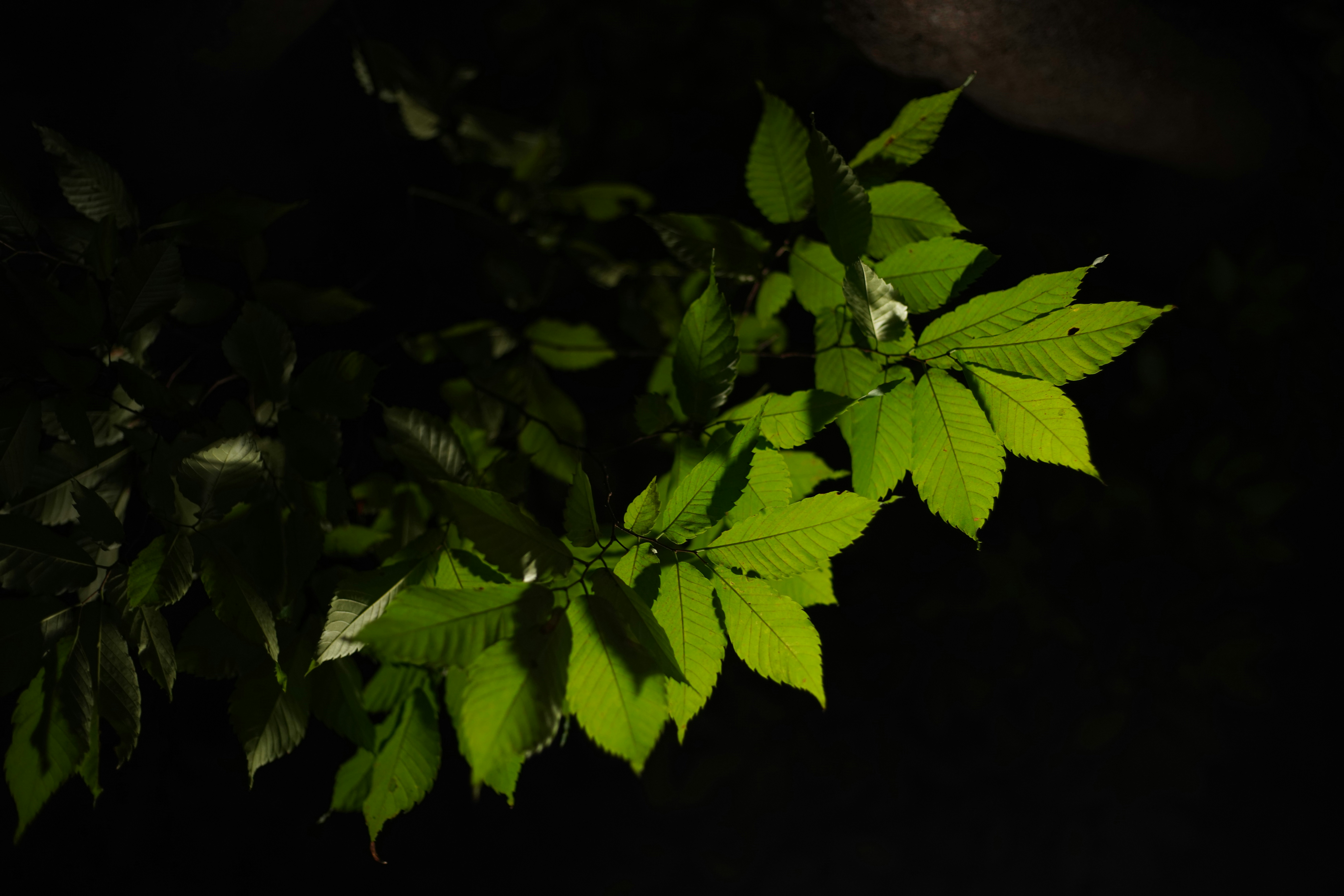Emerald Fronds in a Veil of Night
