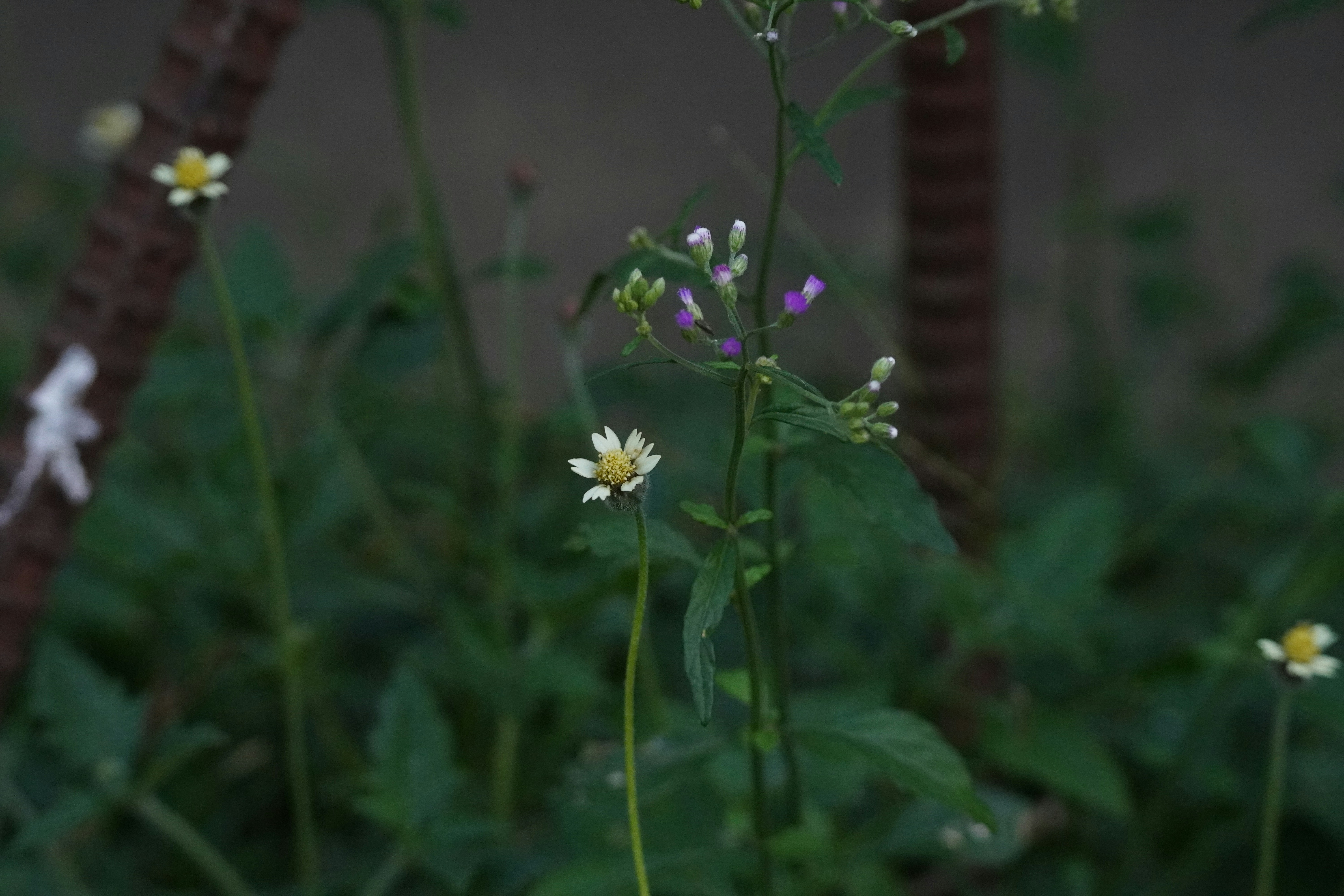 Tiny Daisies in Dappled Shade: A Close-Up Portrait of Fragile Bloom