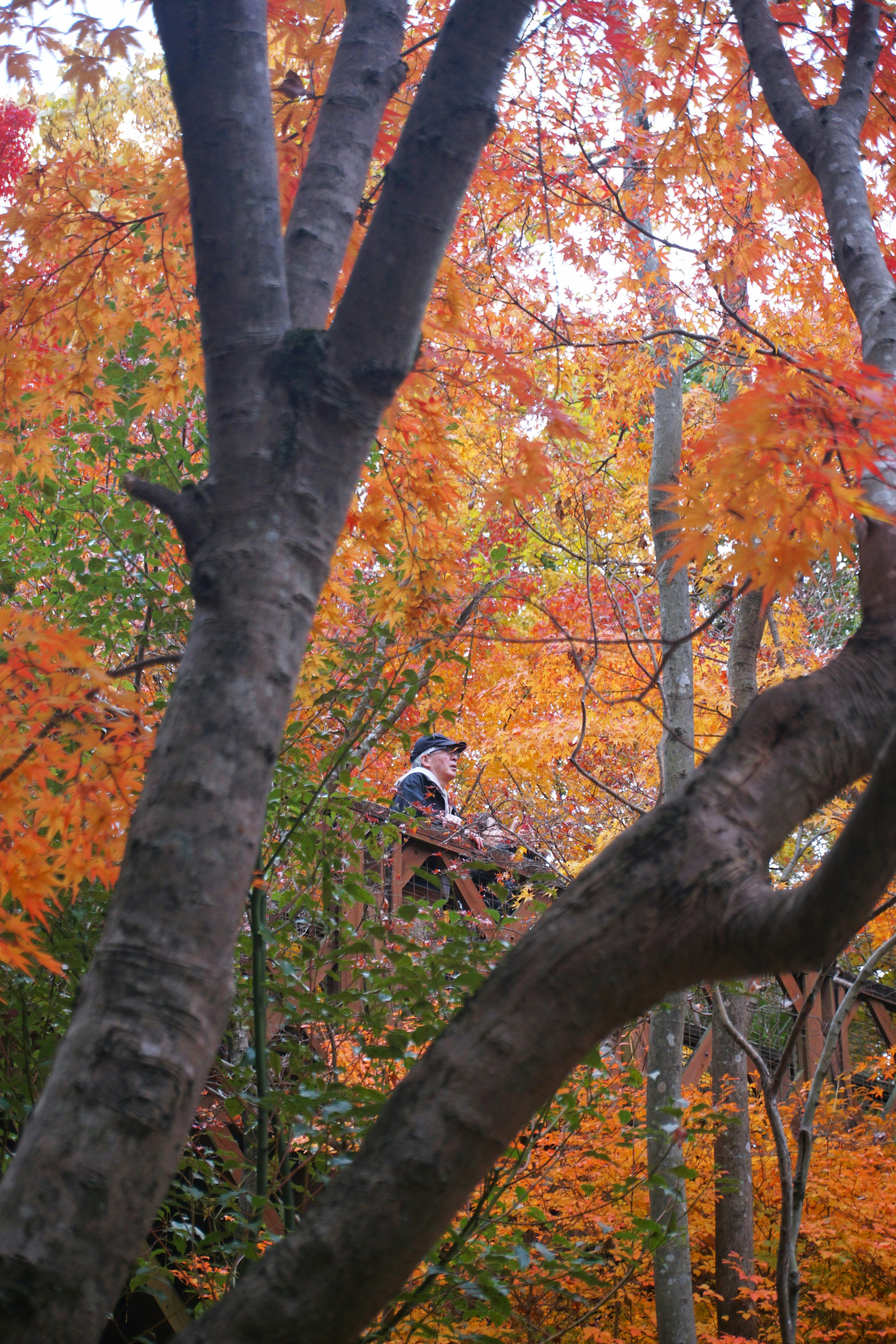 Autumn Crossroads: A Quiet Figure on a Wooden Bridge Amid Fiery Foliage