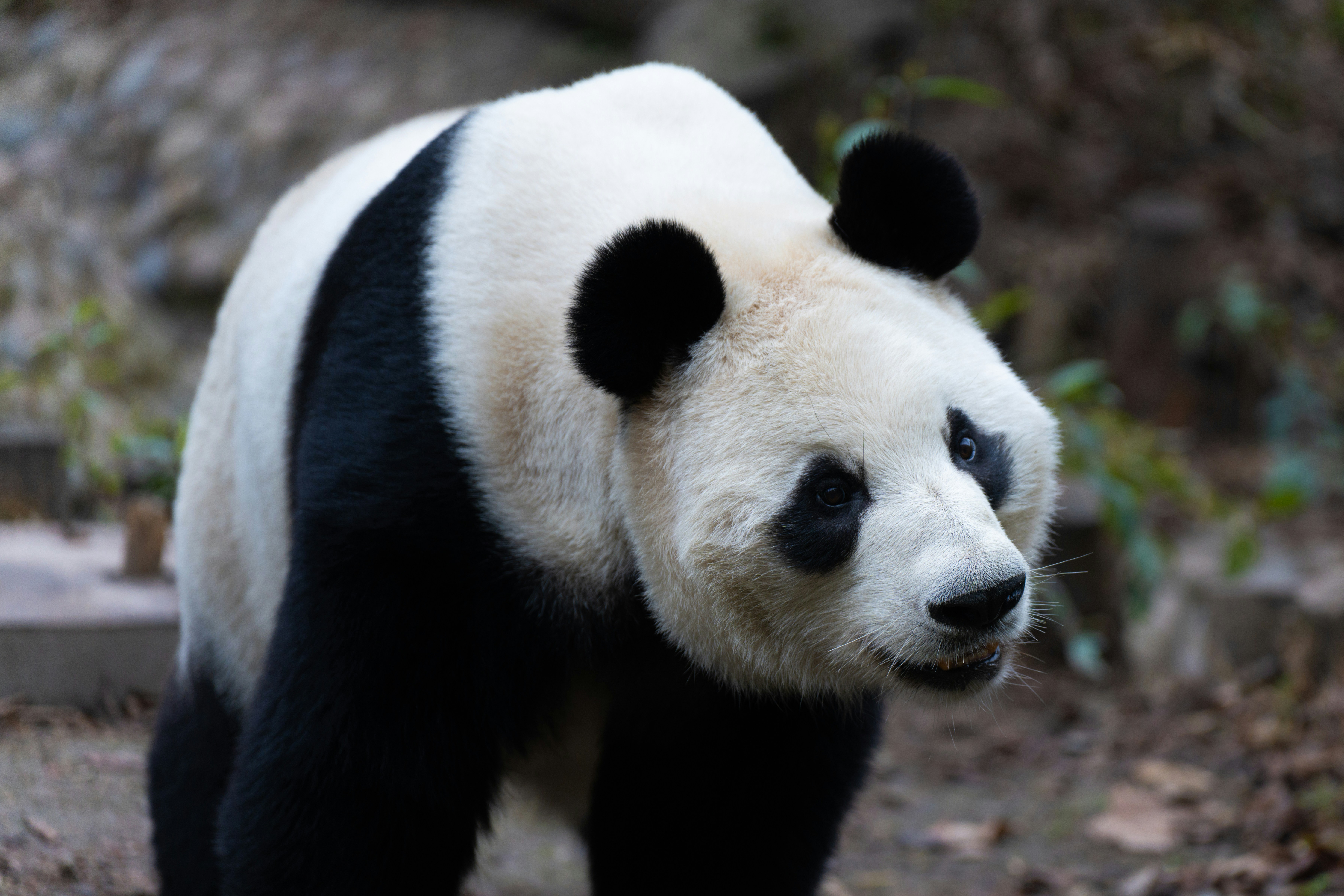 Un oso panda blanco y negro caminando por el suelo foto – Imagen de ...