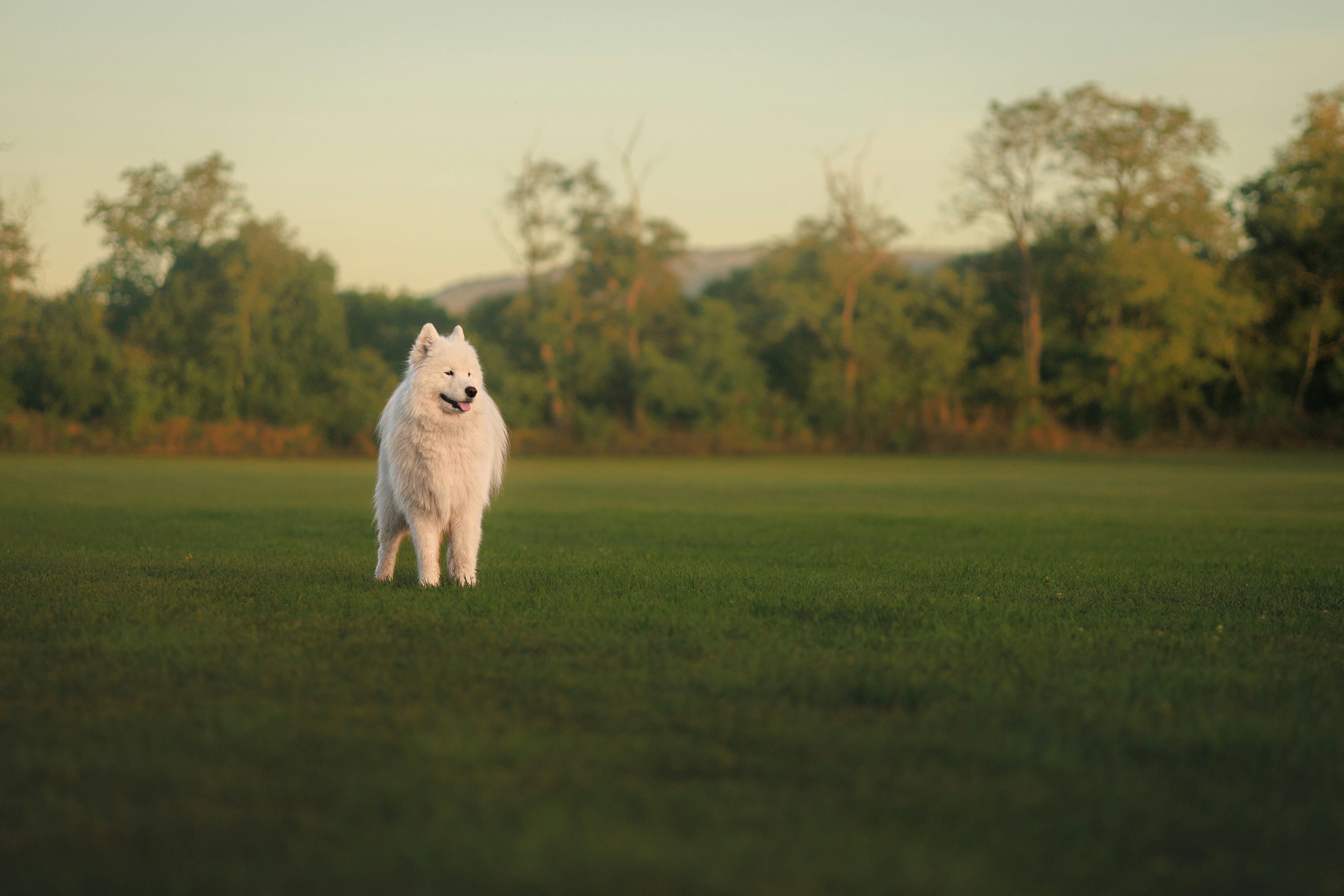 White dog standing on a green field with trees in the background under warm sunset light.