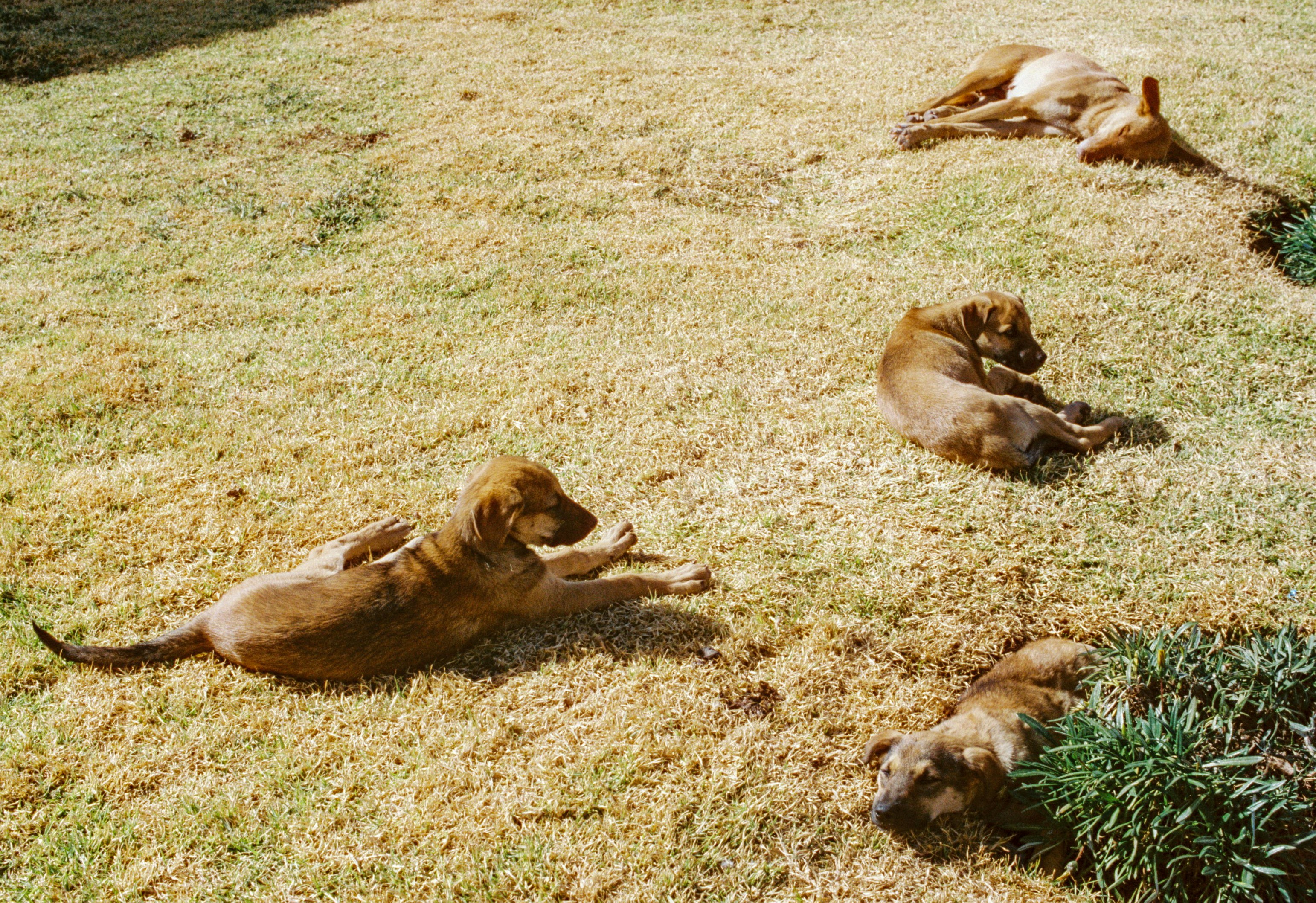 Lawn of Slumbering Hounds: A Quartet in Afternoon Light