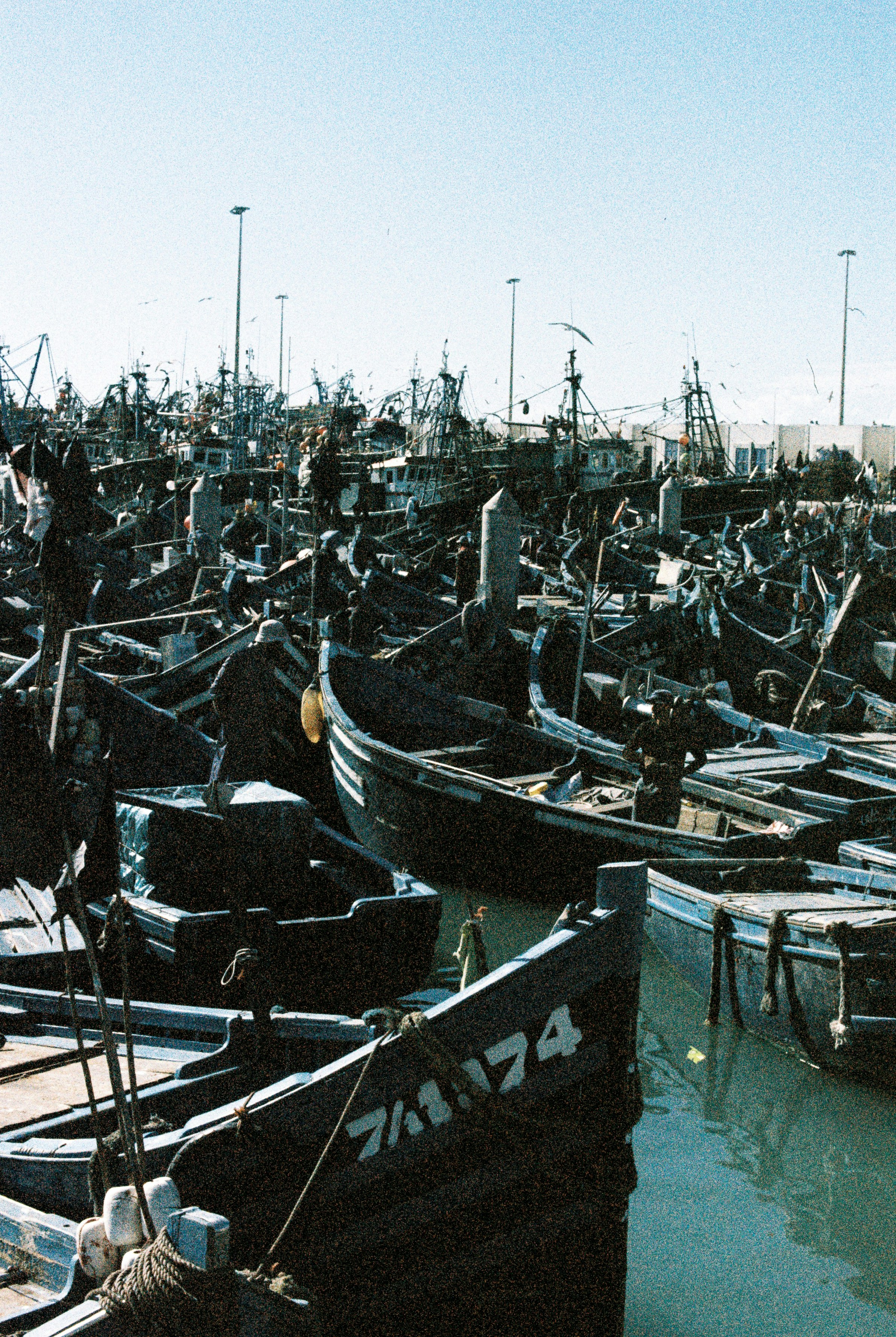 Crowded Docks, Forest of Masts: A Harbor Portrait of Boats