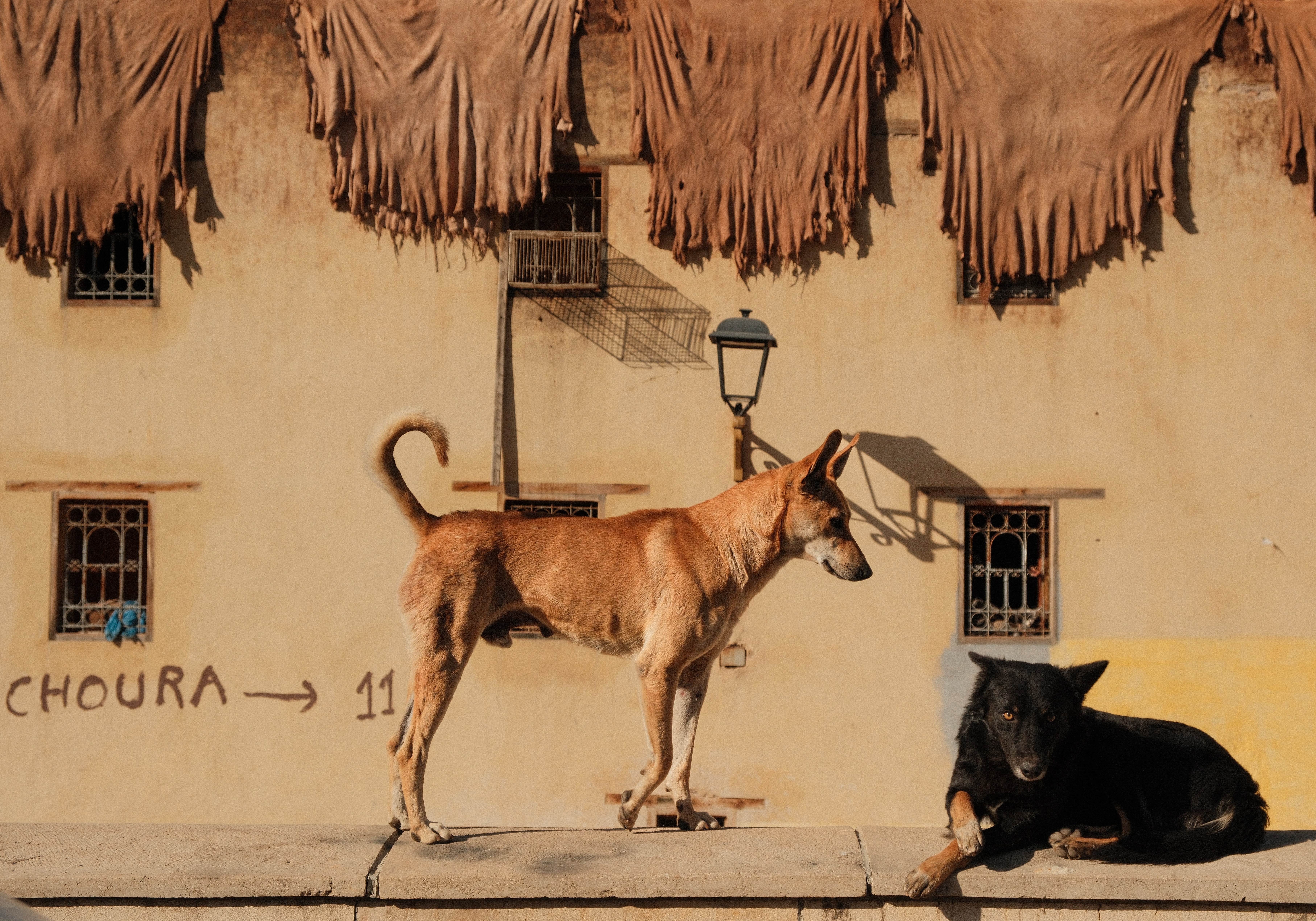 Sunlit Street Duo: A tan dog and a resting black companion in a sun-washed adobe alley