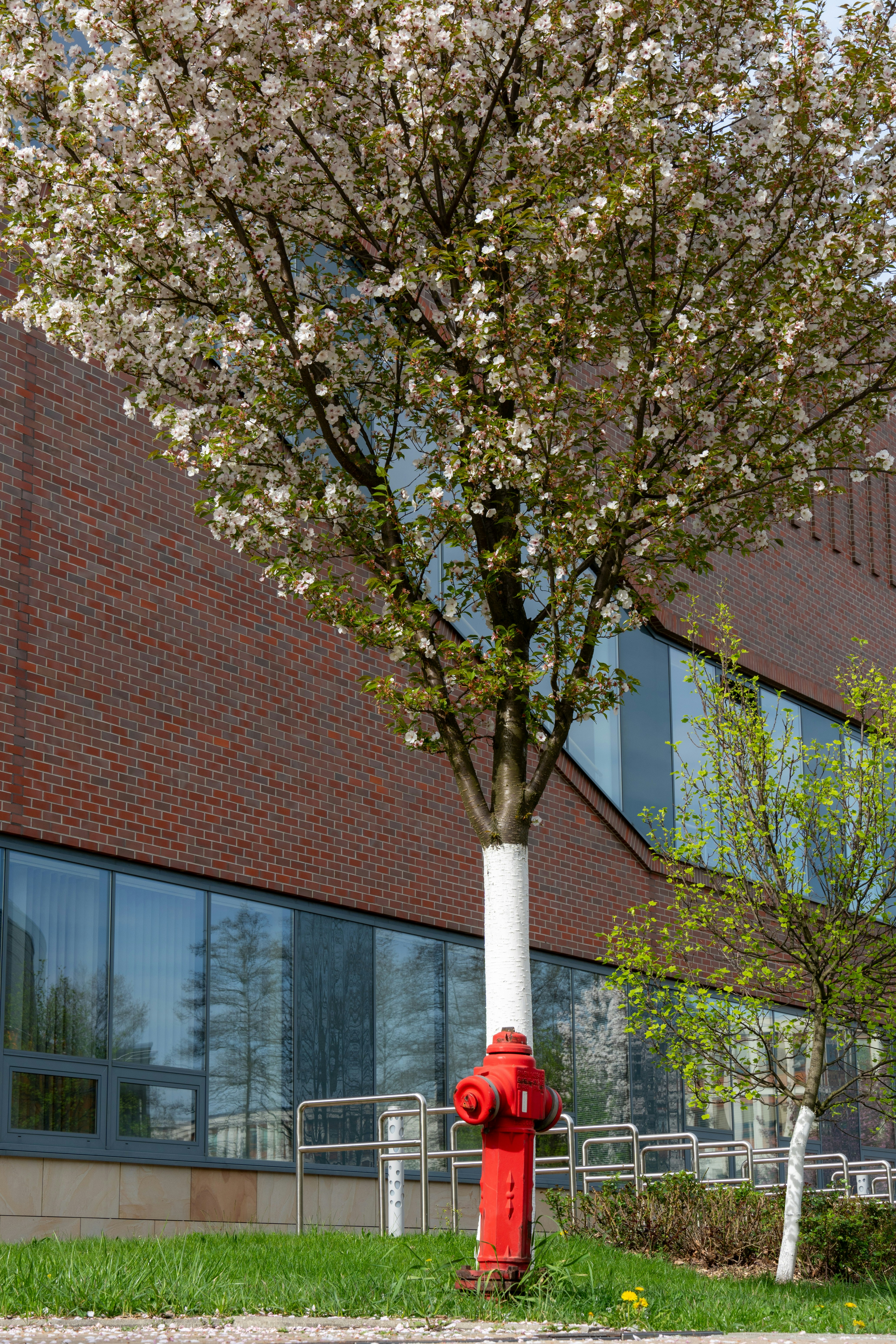 Crimson Hydrant Under a Cherry Blossom Canopy Against a Brick Campus Facade