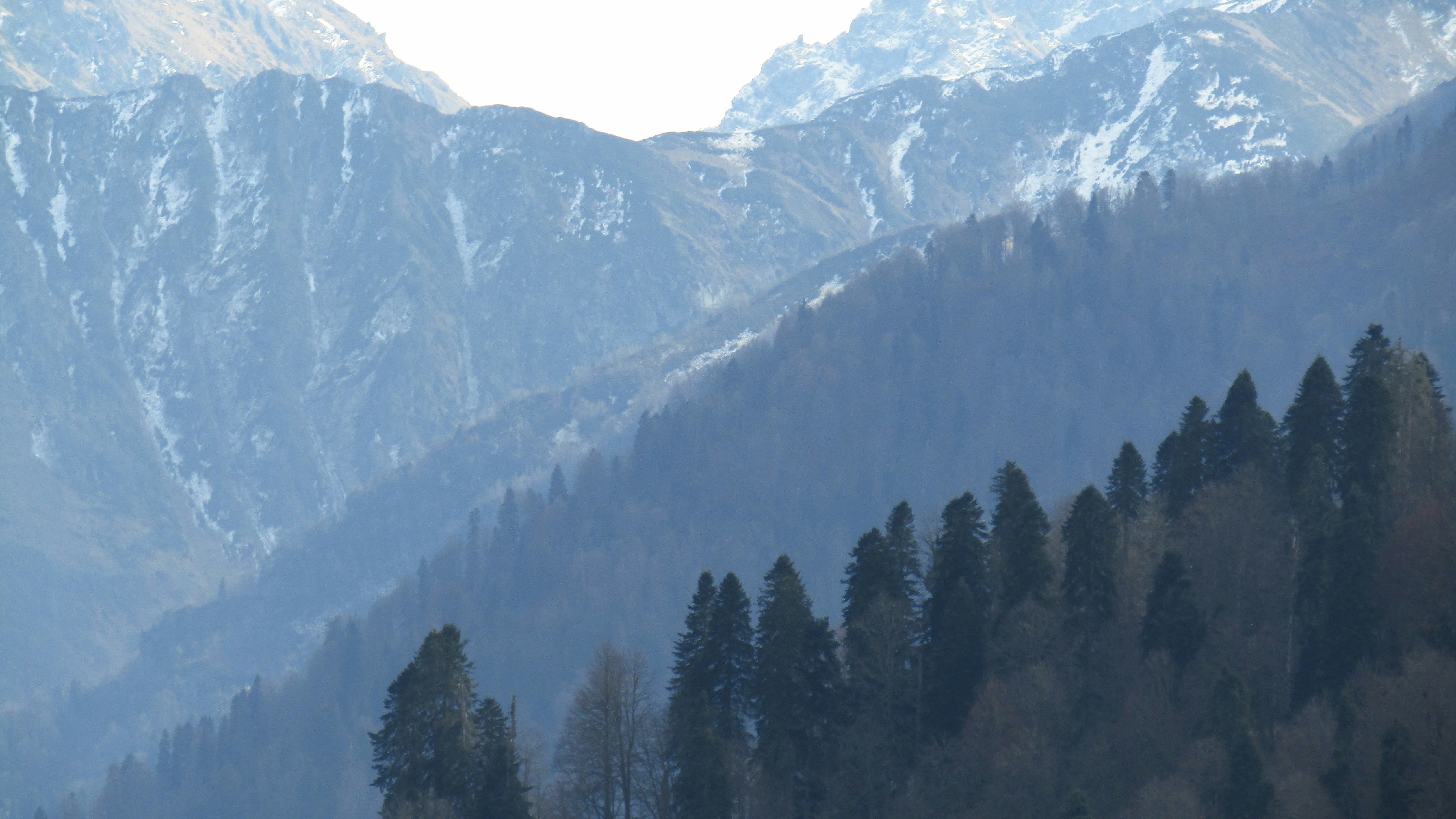 Majestic mountain range shrouded in mist, with a dense forest of evergreen trees in the foreground. The serene landscape evokes a sense of tranquility.