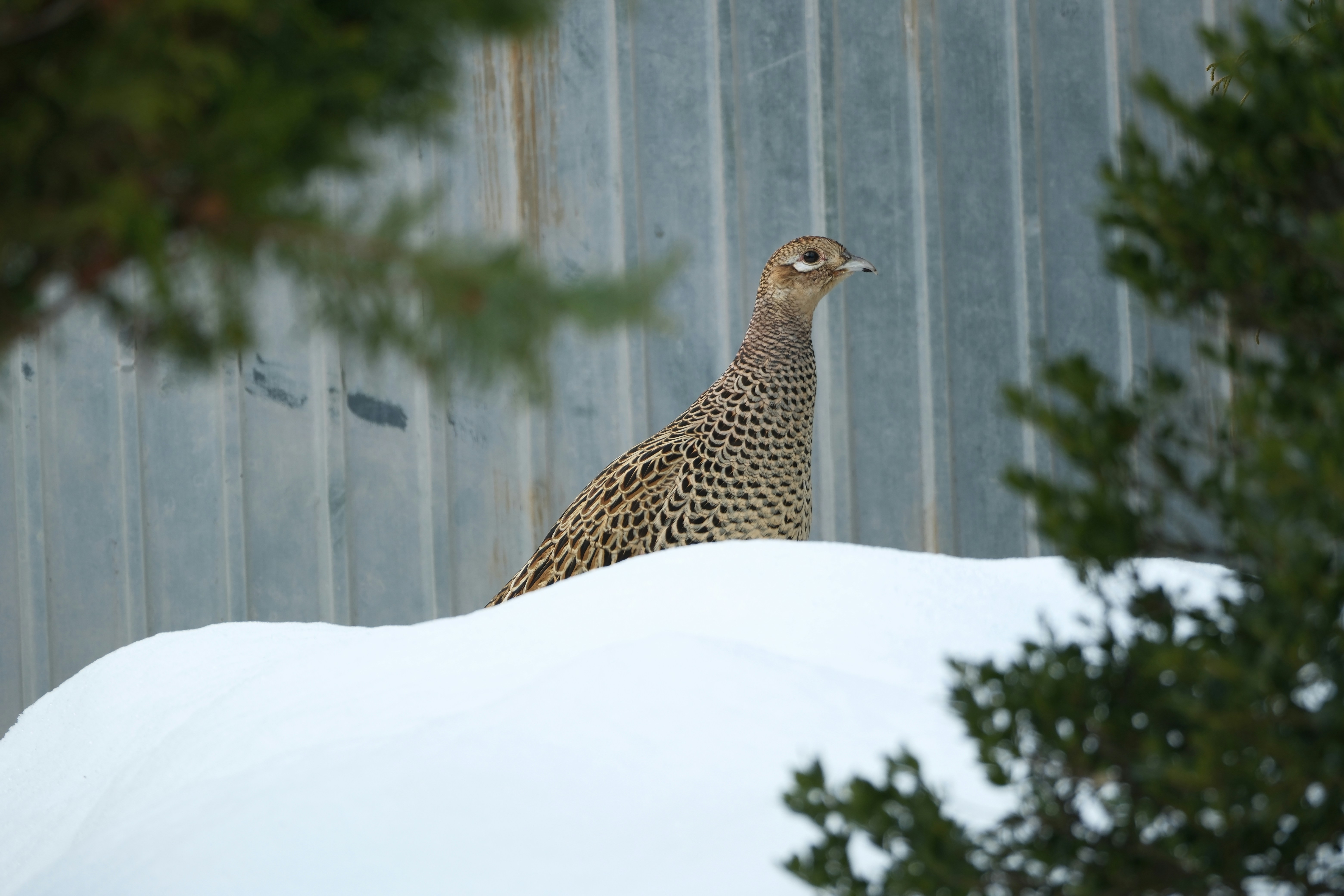 Winter Sentinel: A pheasant hen Pausing on Snow Beneath a Corrugated Fence