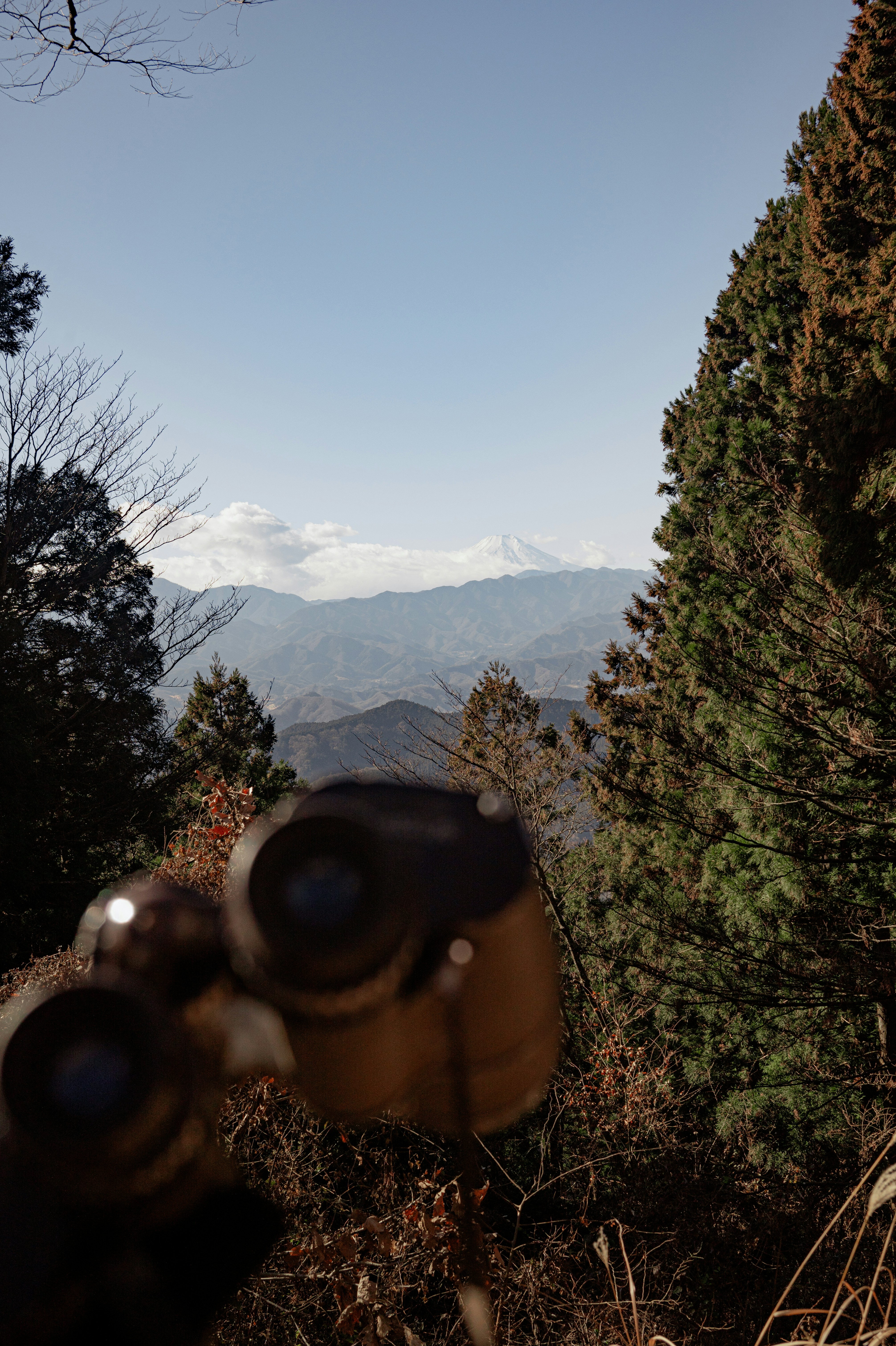 Snow-Capped Summit Peeking Through a Forest Frame