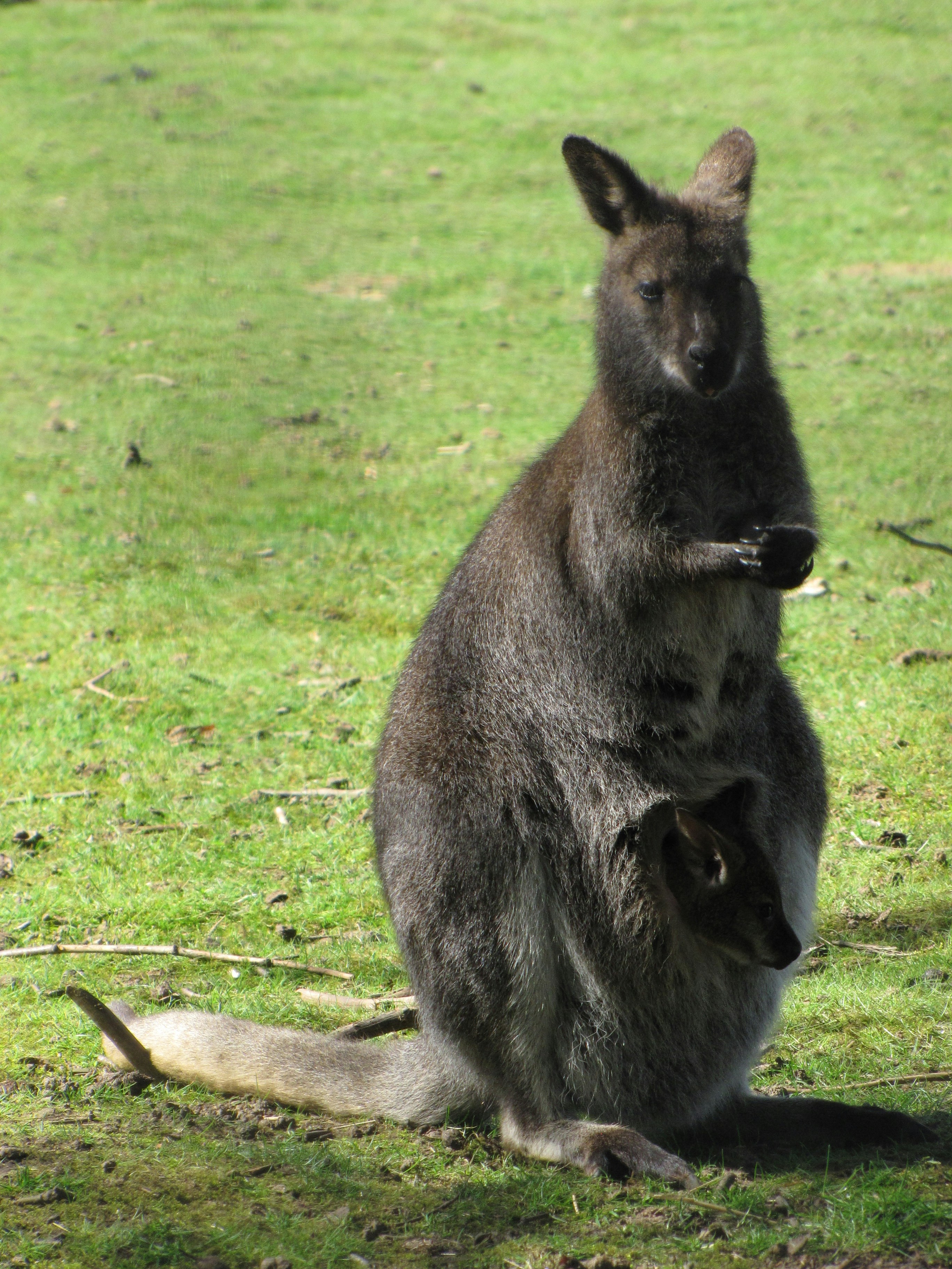 A kangaroo sitting on the ground in a field