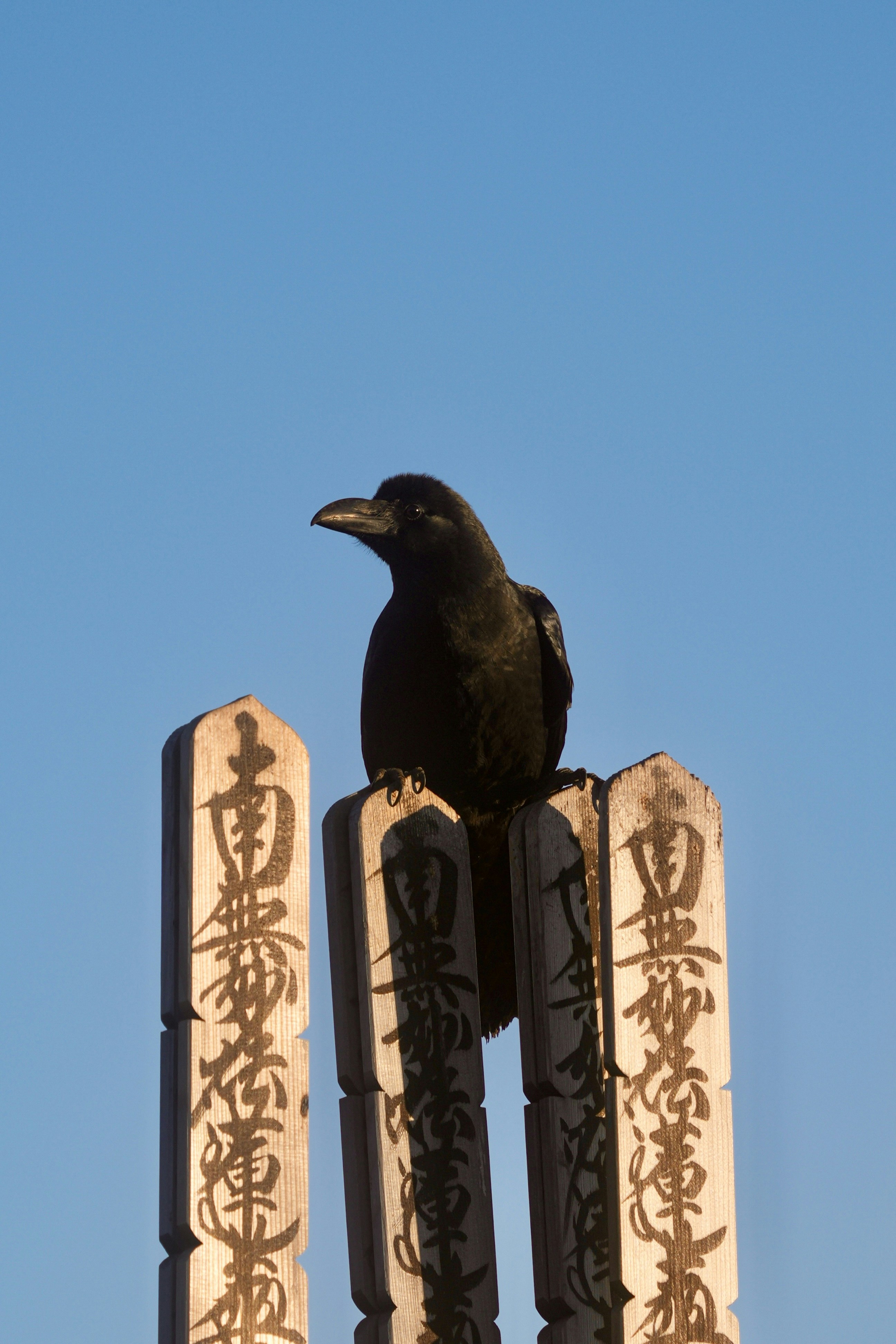Raven Perch Above Carved Timber Under a Clear Blue Sky