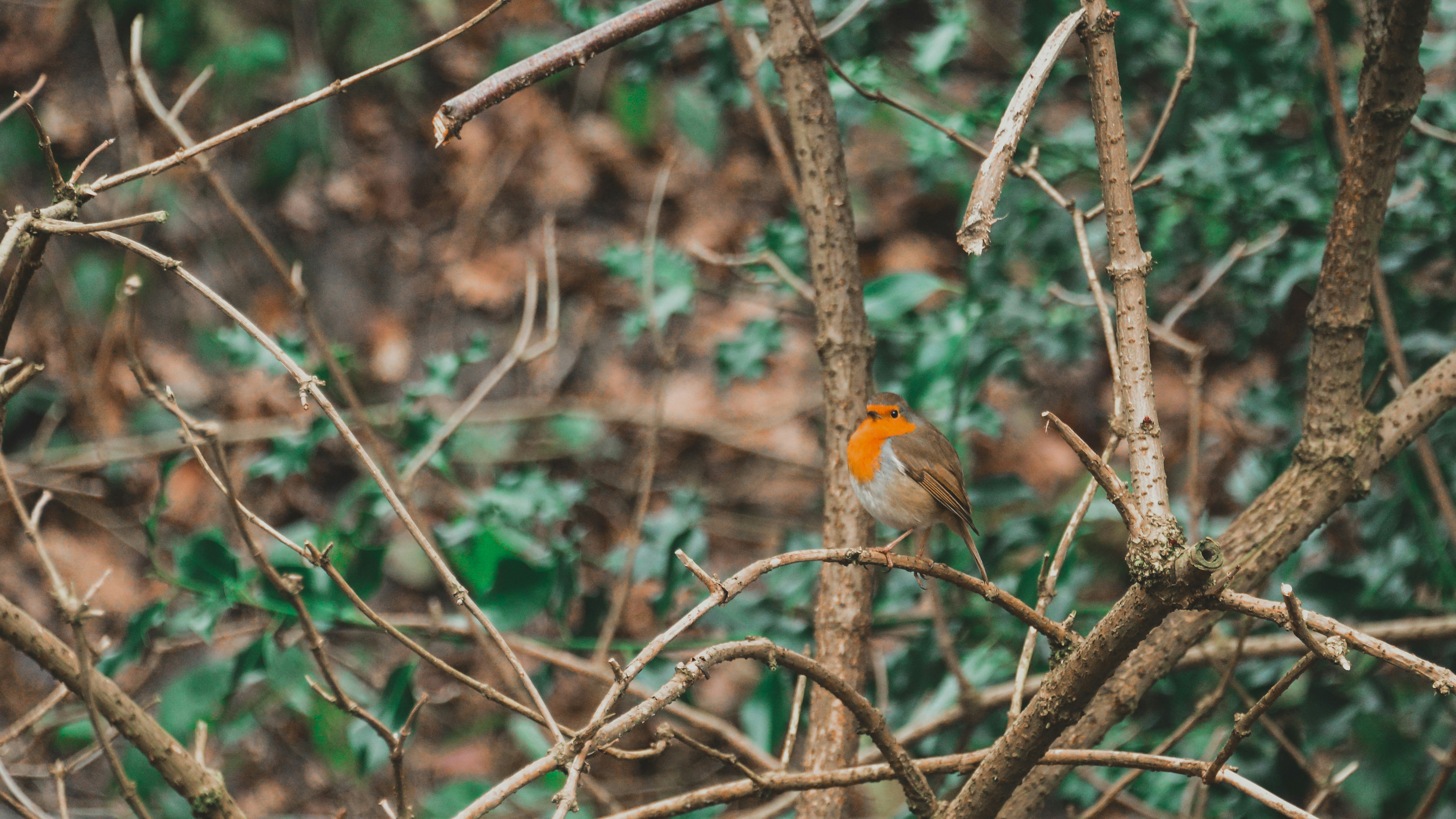Robin on a Tangle: A Ruby-Breast Moment in Quiet Understory