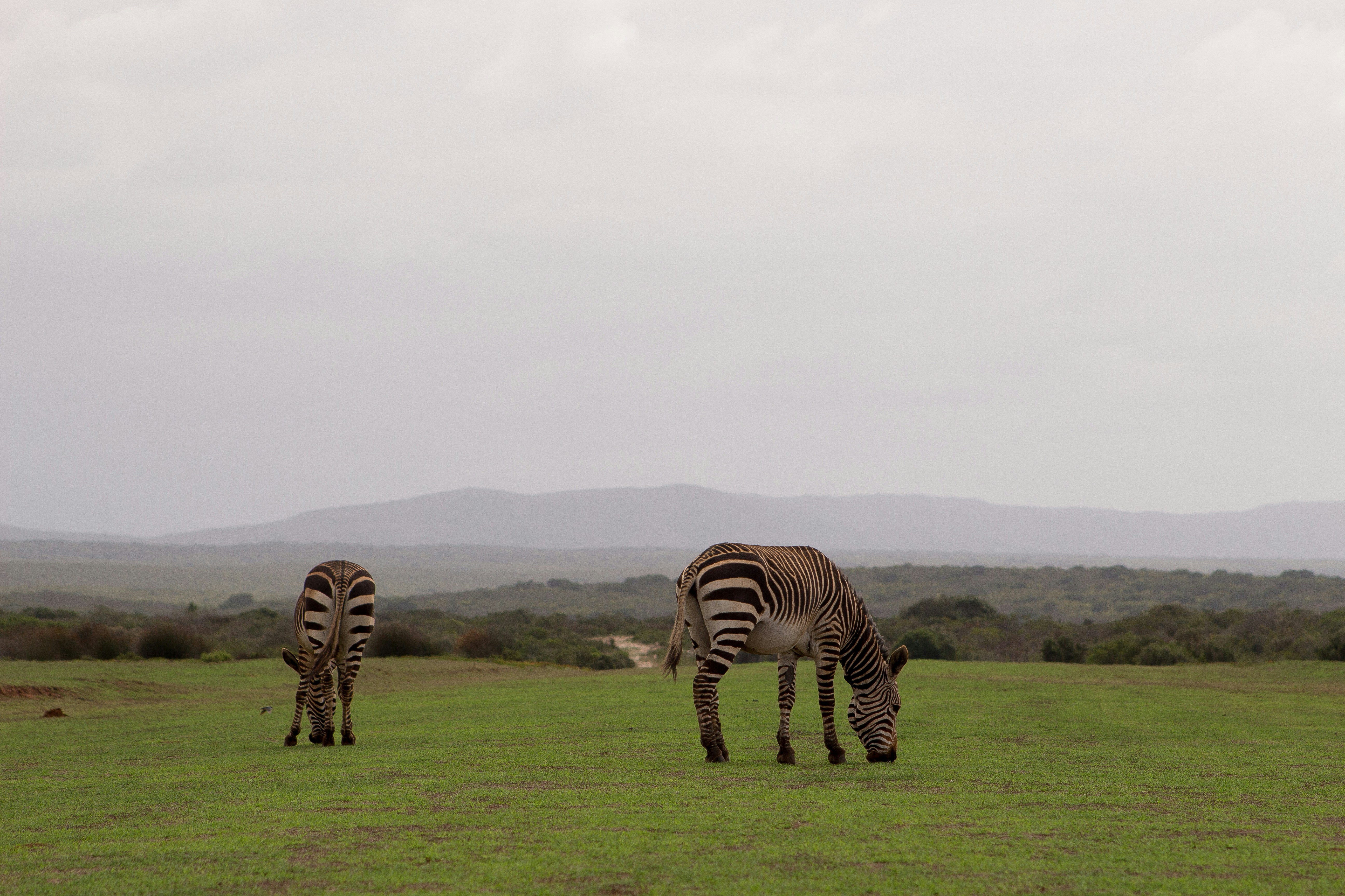 Two Zebras Grazing as Gentle Hills Rise on a Quiet Savanna