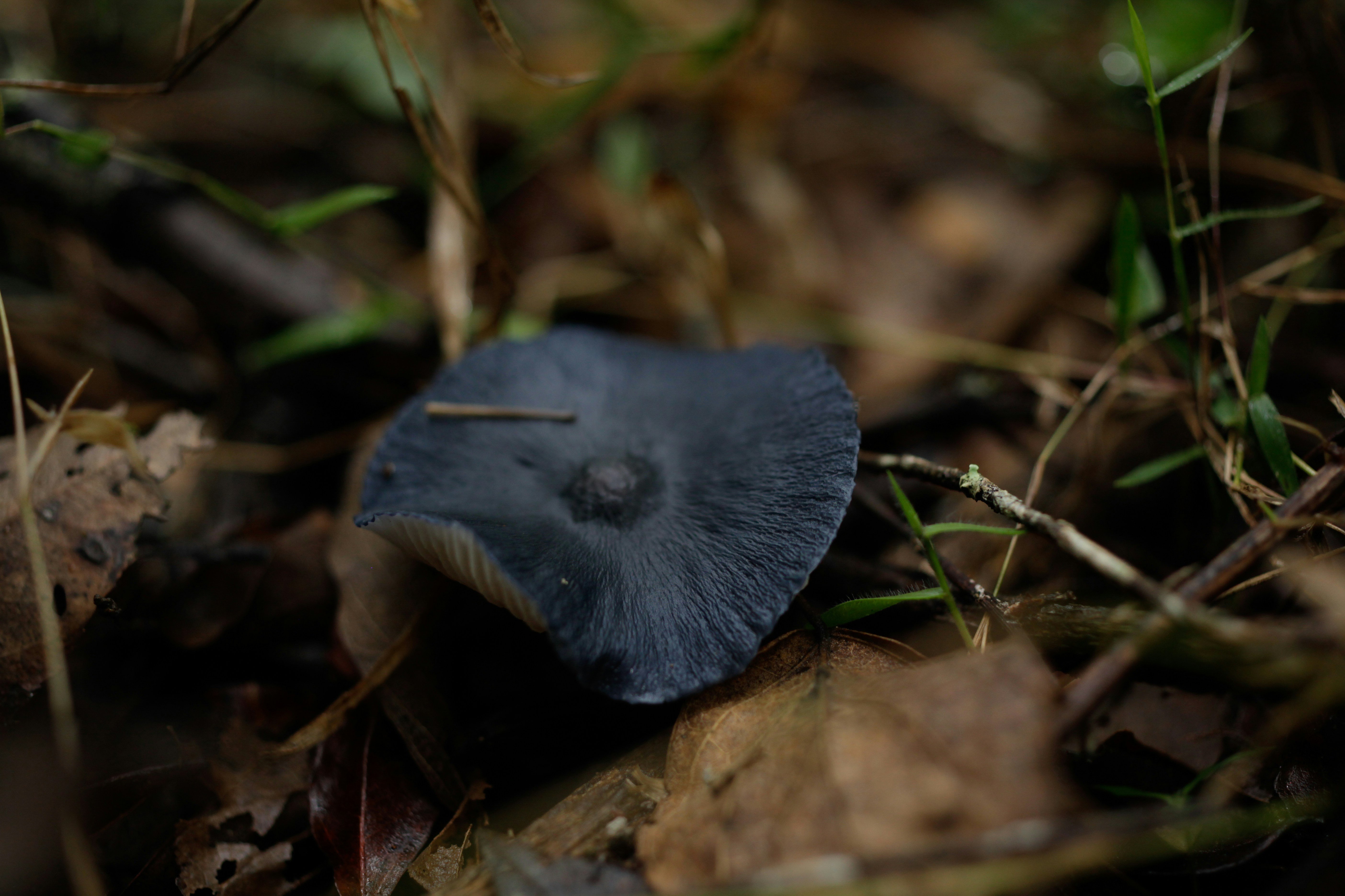 Enigmatic Blue Fungi in Forest Underbrush