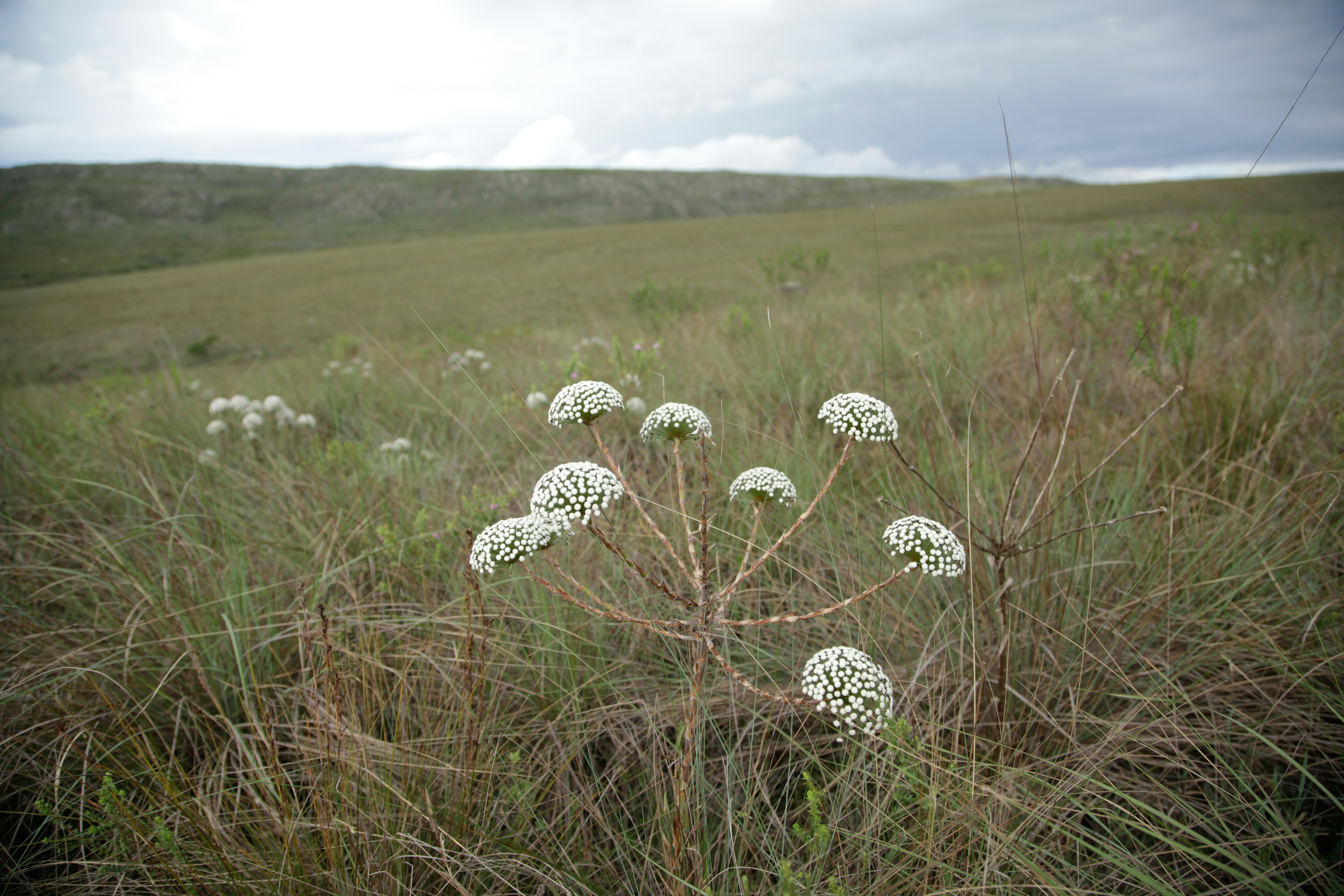 White-topped Umbellifers in a Prairie Canvas