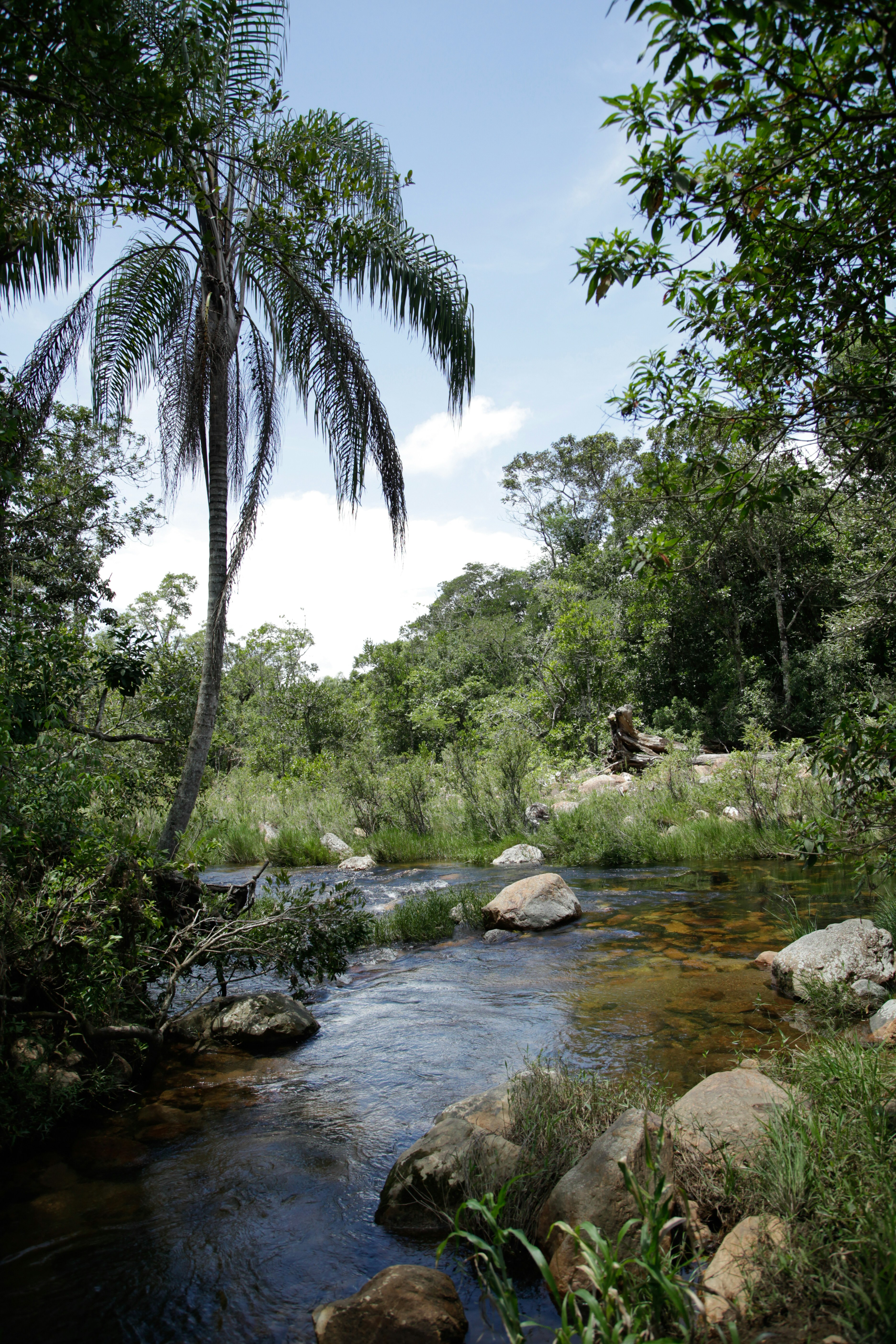 Tranquil Flow Through Verdant Wilderness