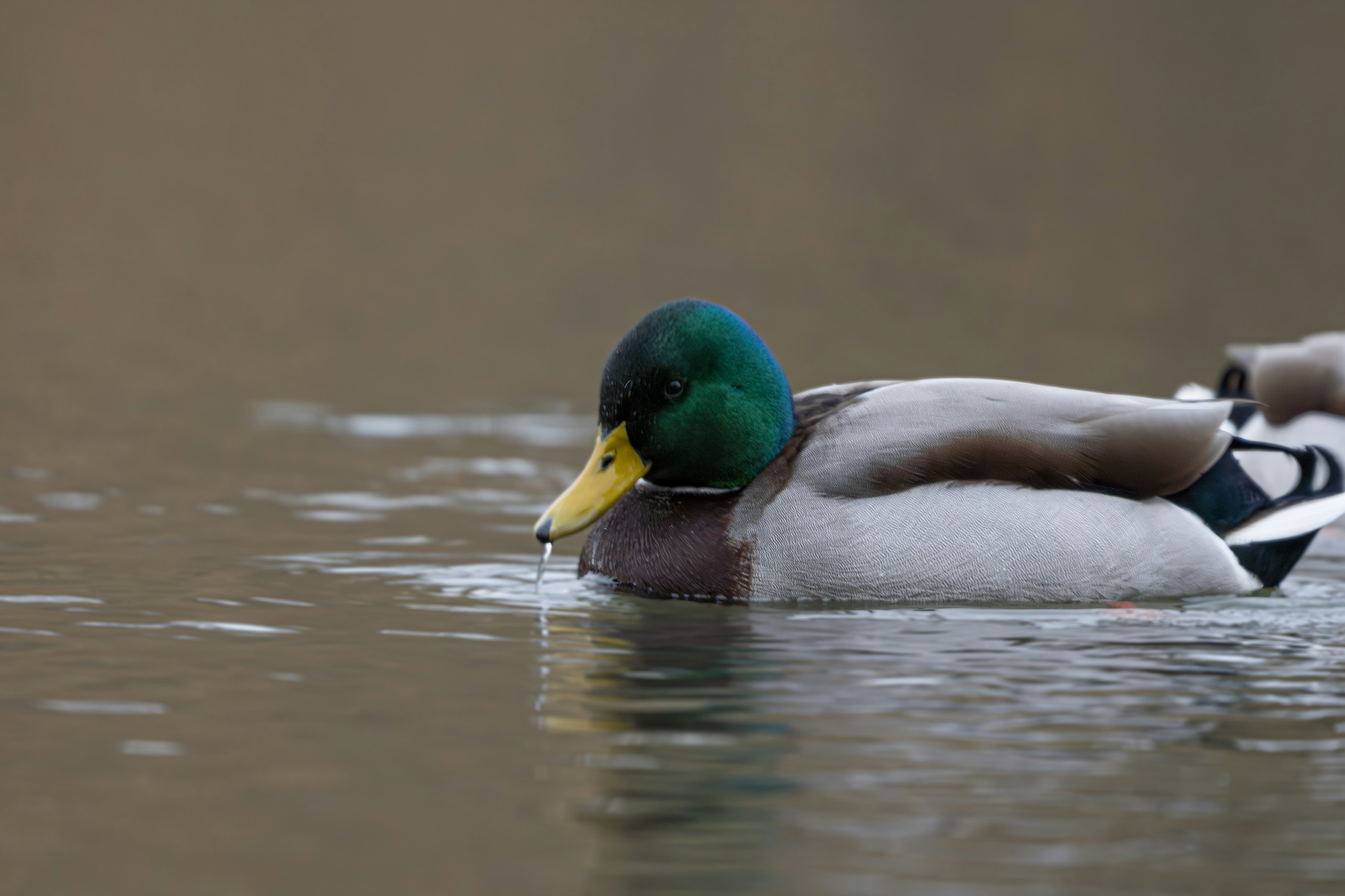 A duck floating on top of a body of water photo – Free Bird Image on ...
