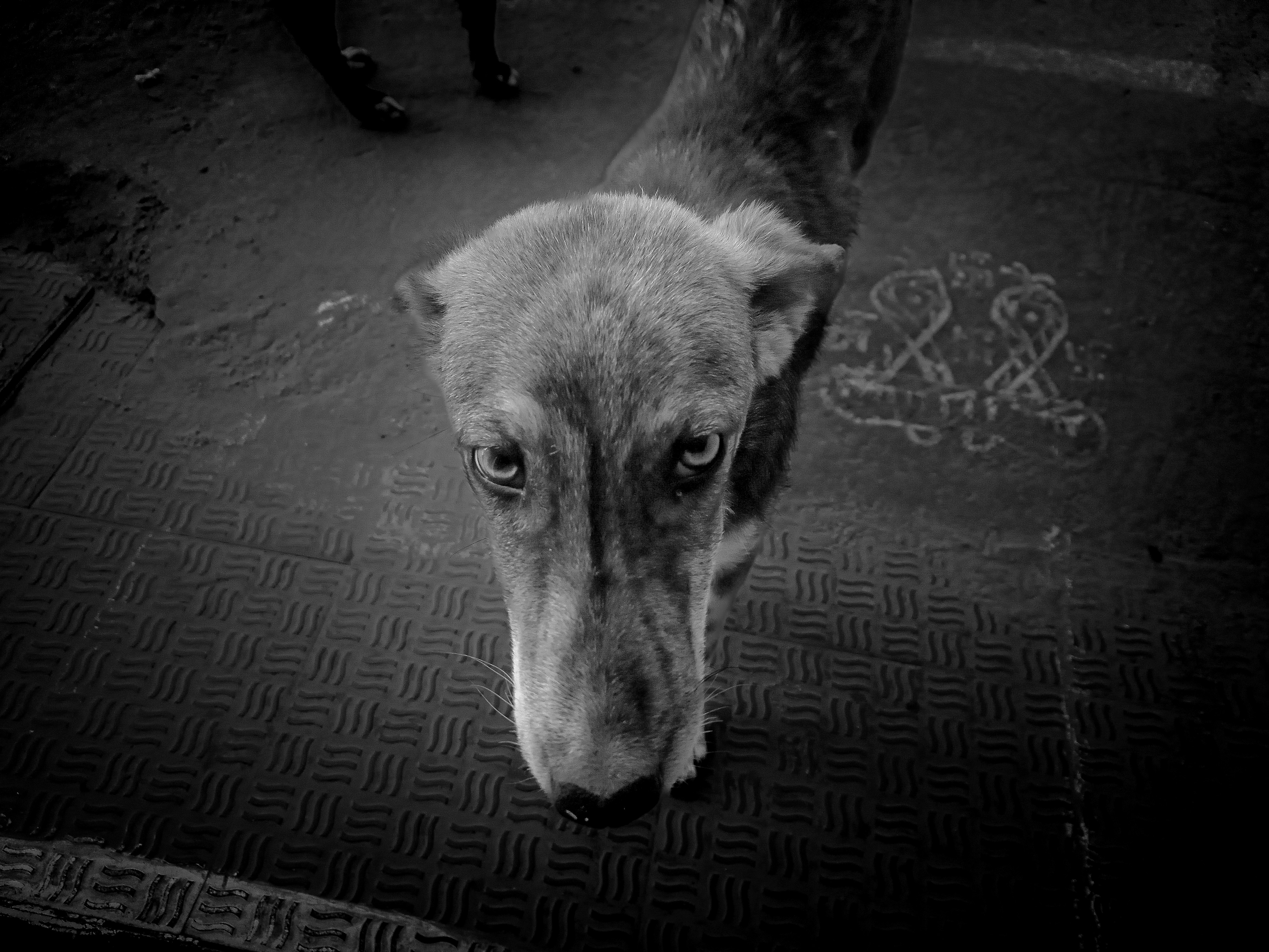 Monochrome photograph of a dog looking upward, its soulful eyes framed by a textured, grid-patterned ground.