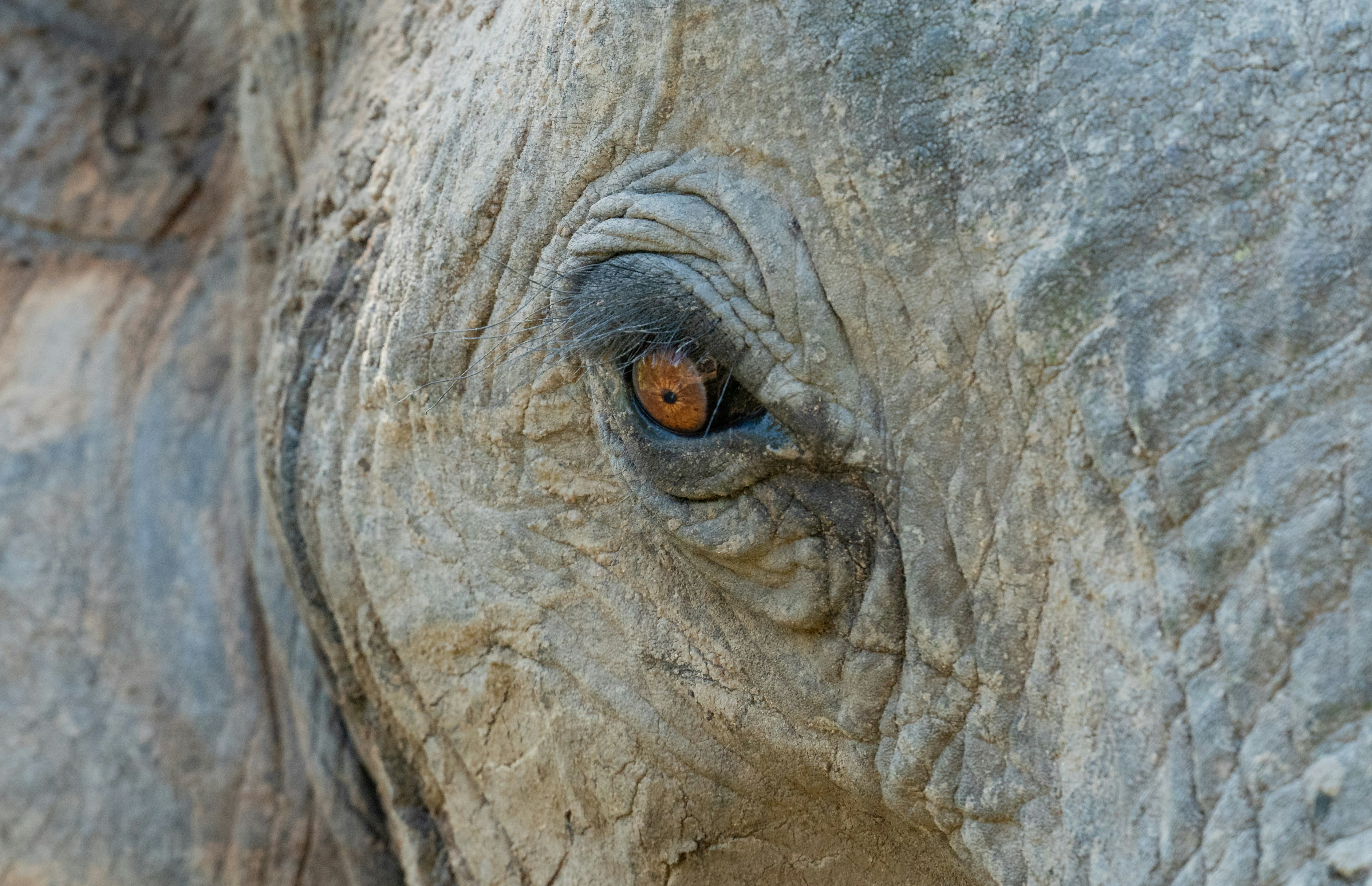 A close up of an elephant's eye with a blurry background photo – Free ...