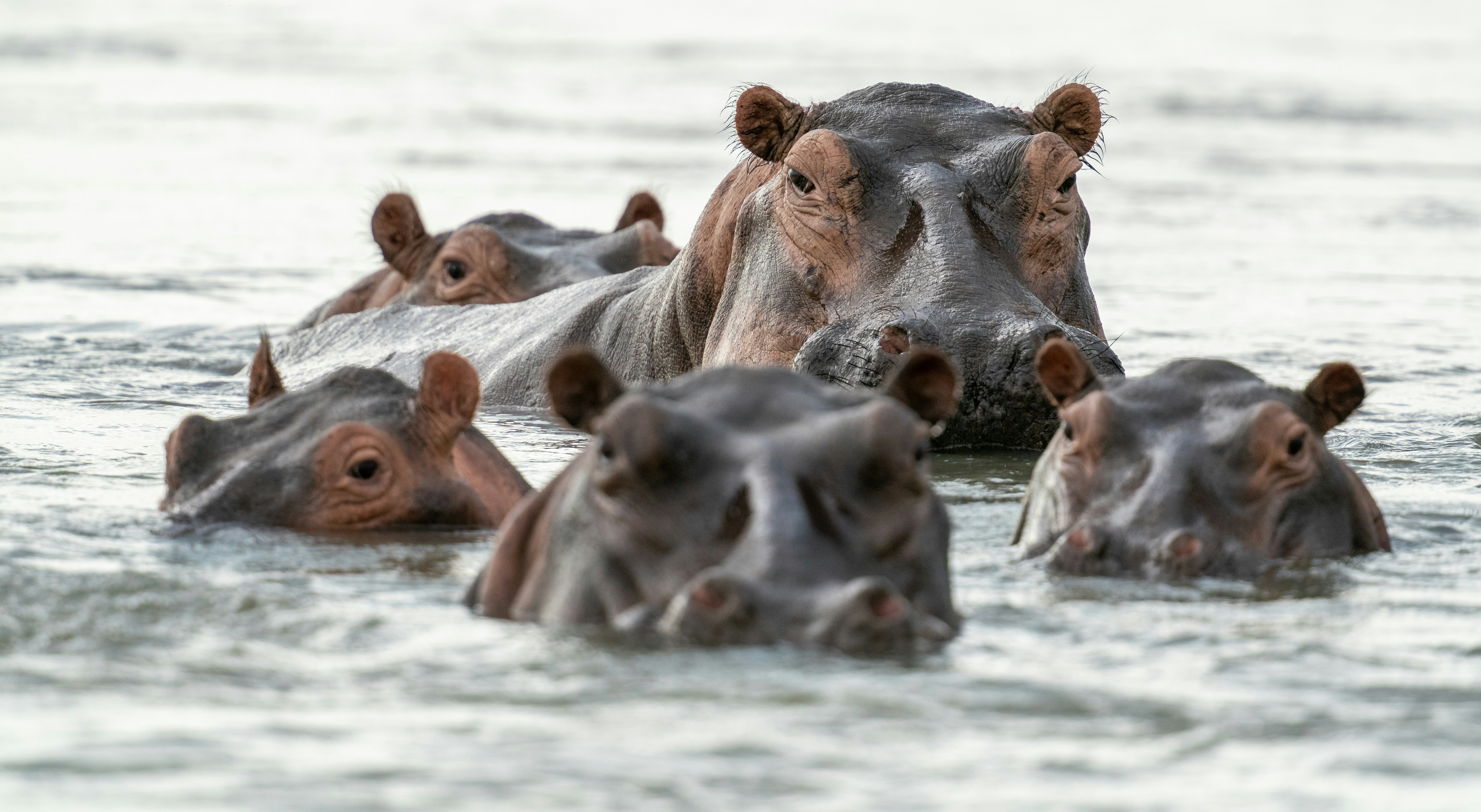 Hippopotamus Convergence: Heads Protrude from a Quiet River