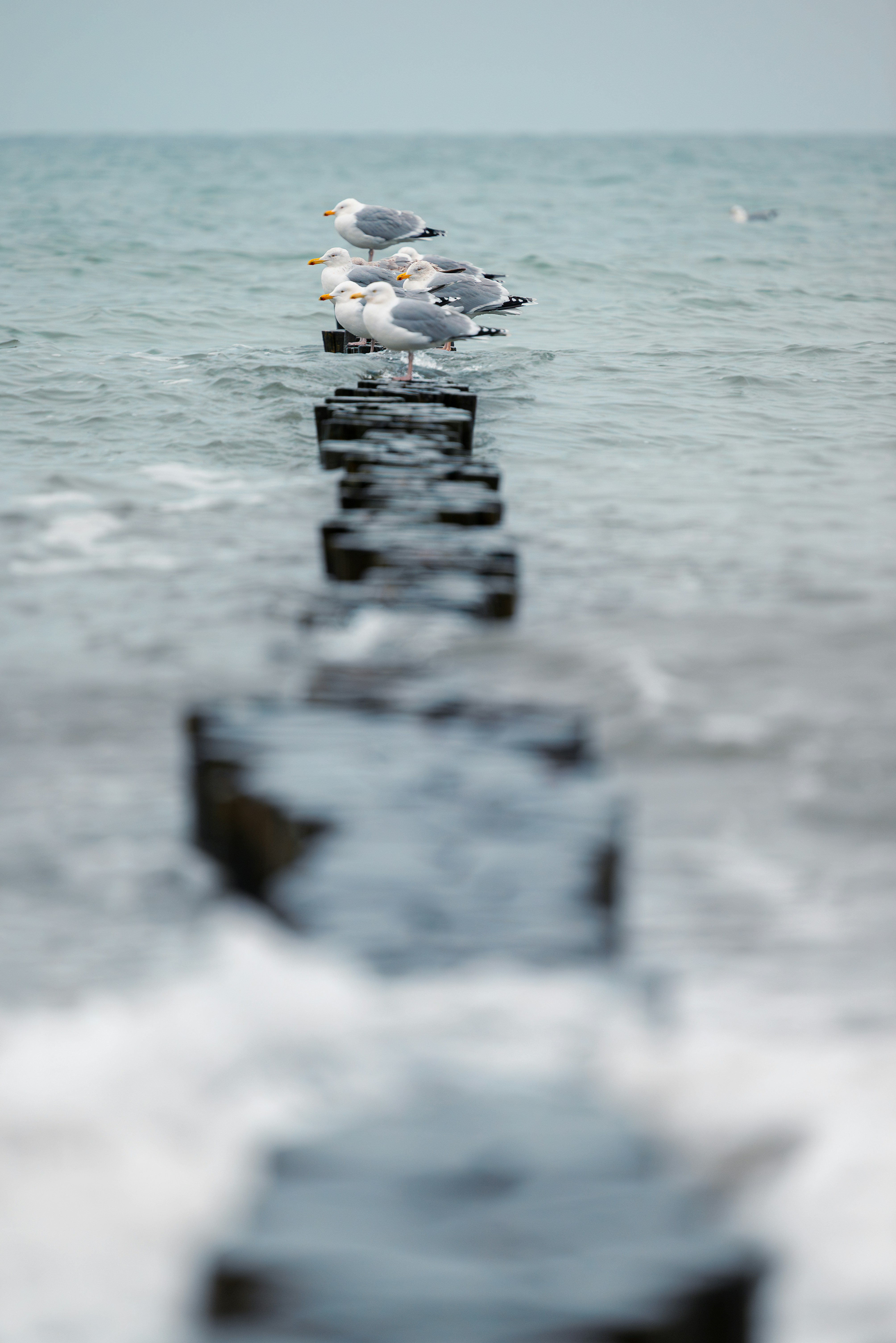 Sentinels of the Sea: Gulls Perched Along a Weathered Breakwater