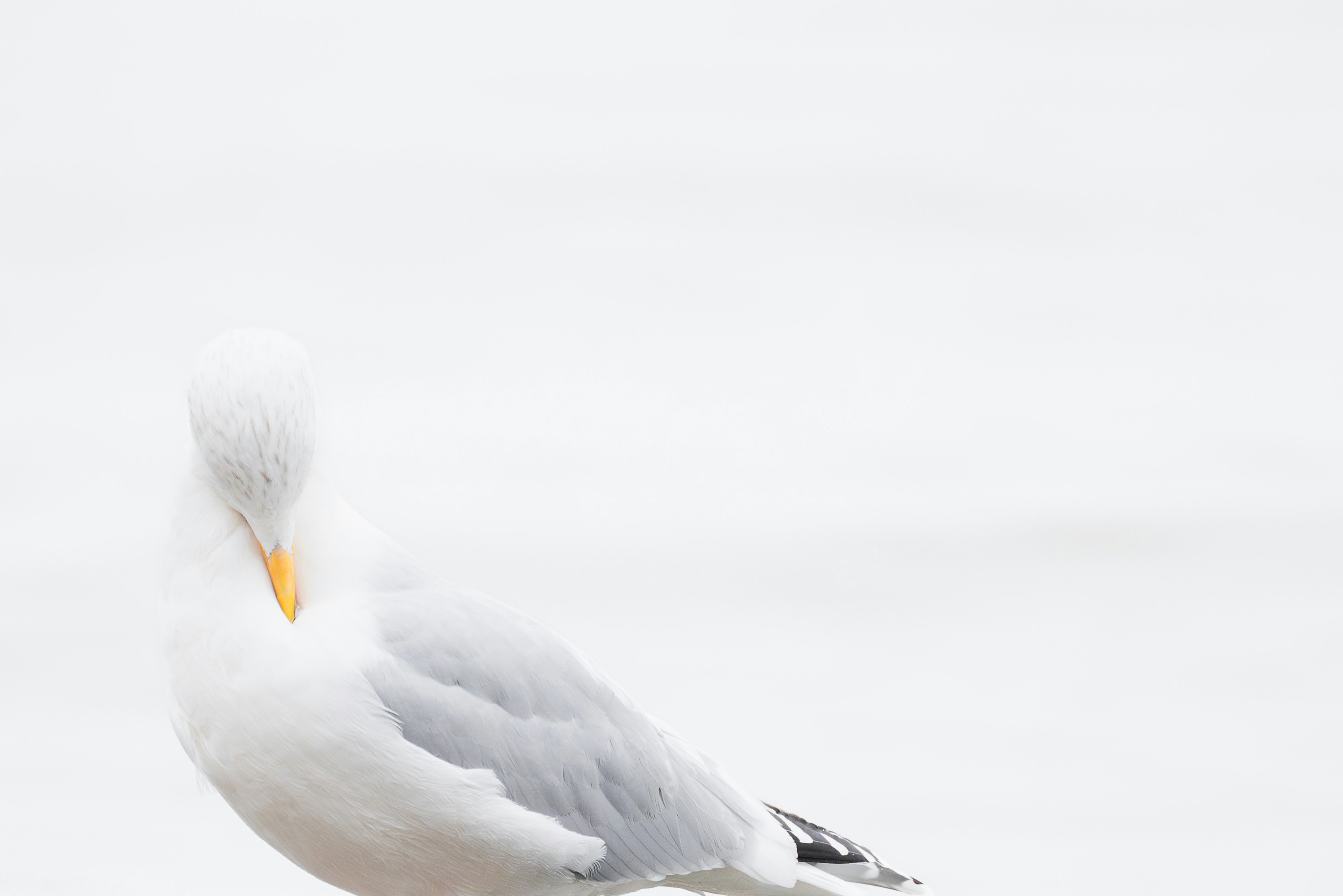 Silent Snow: A Seagull Resting Against a Pure White Backdrop