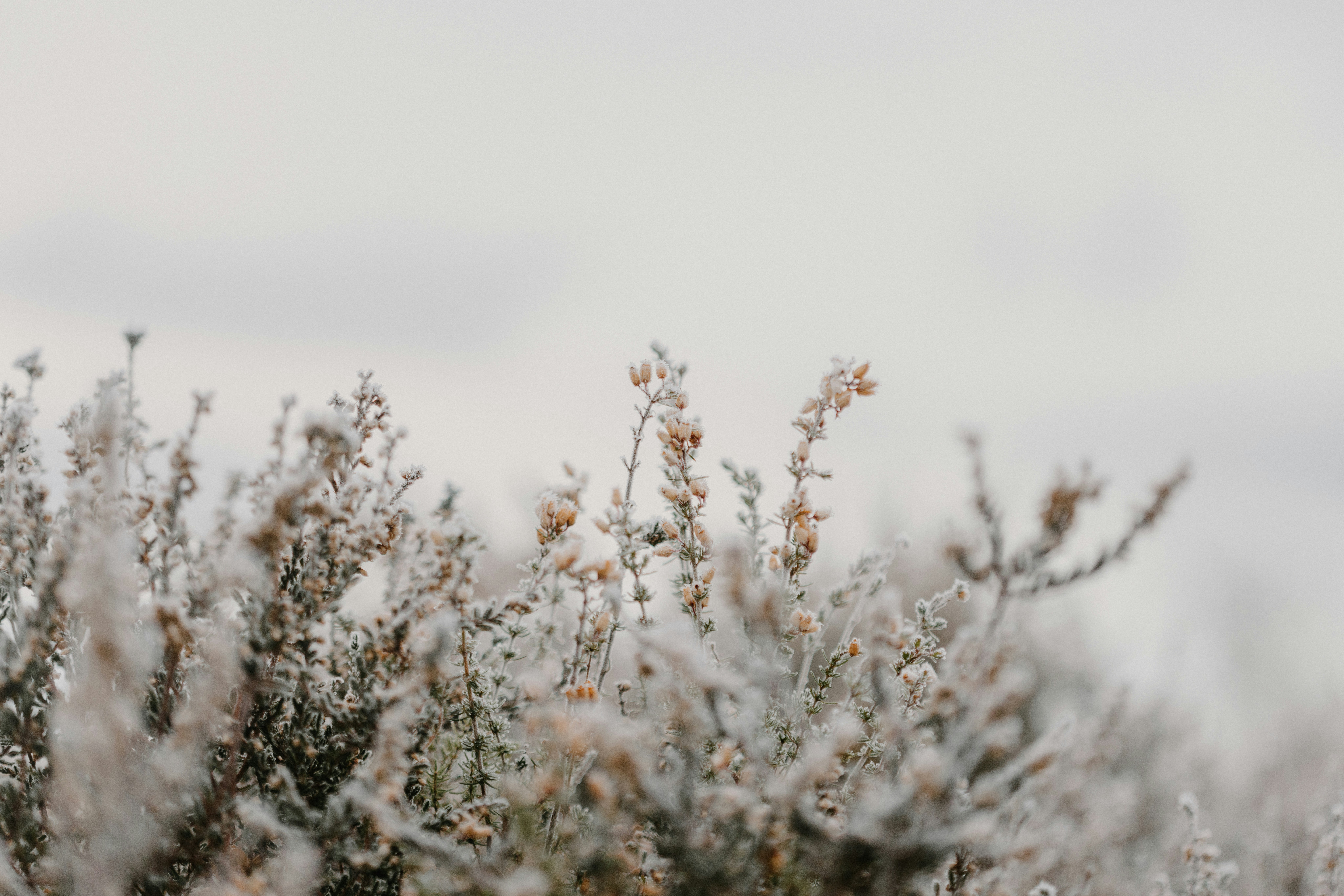 A field of grass covered in snow and frost photo – Free Winter Image on ...