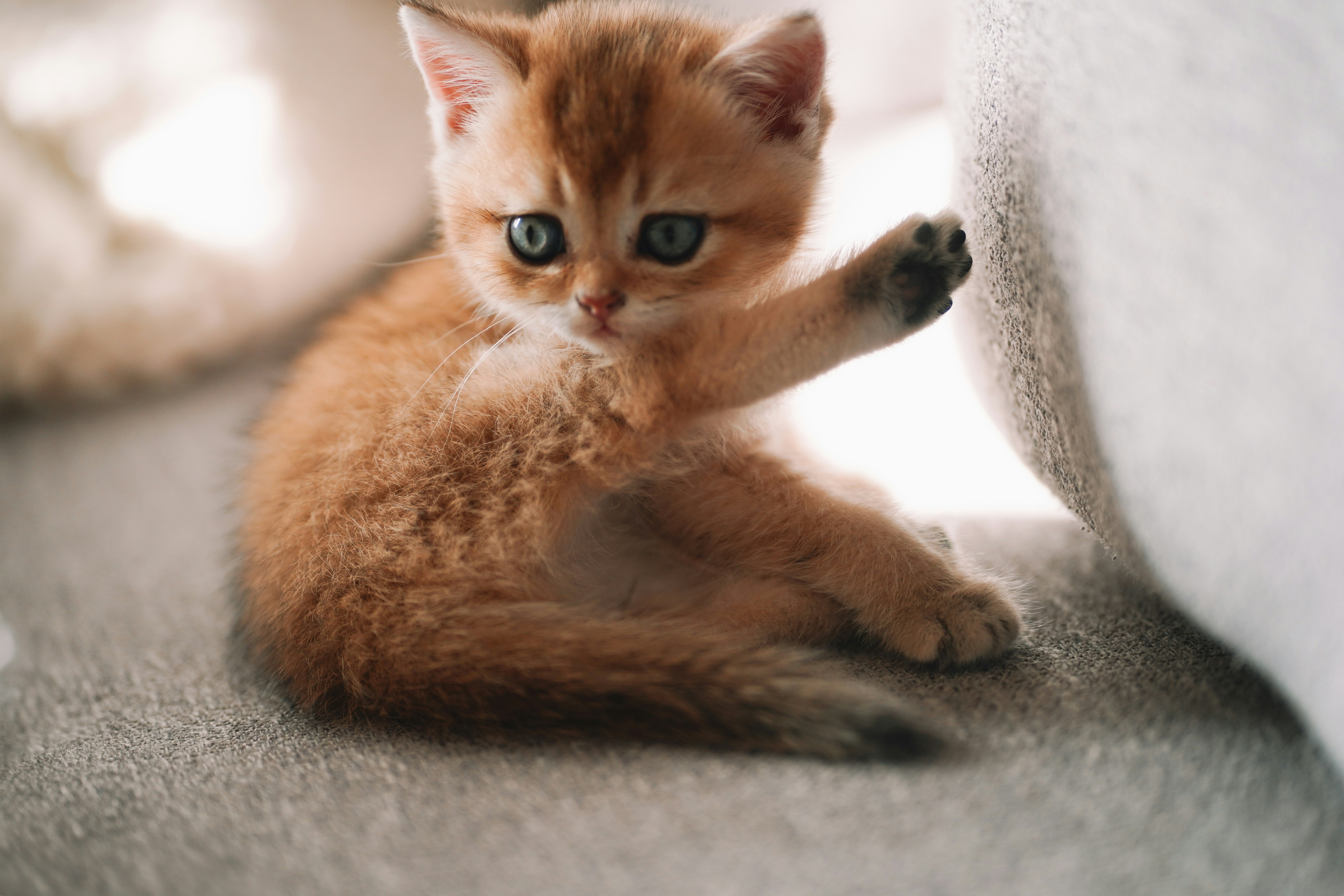 A small kitten is sitting on the floor photo – Free Cat Image on Unsplash
