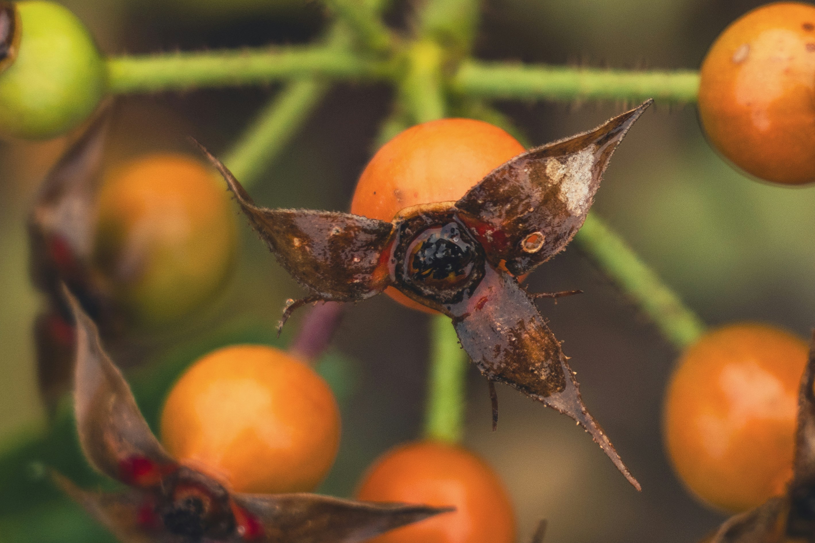 Orange Orb Crowned by a Dried Star: A Macro Portrait of Berry and Sepals