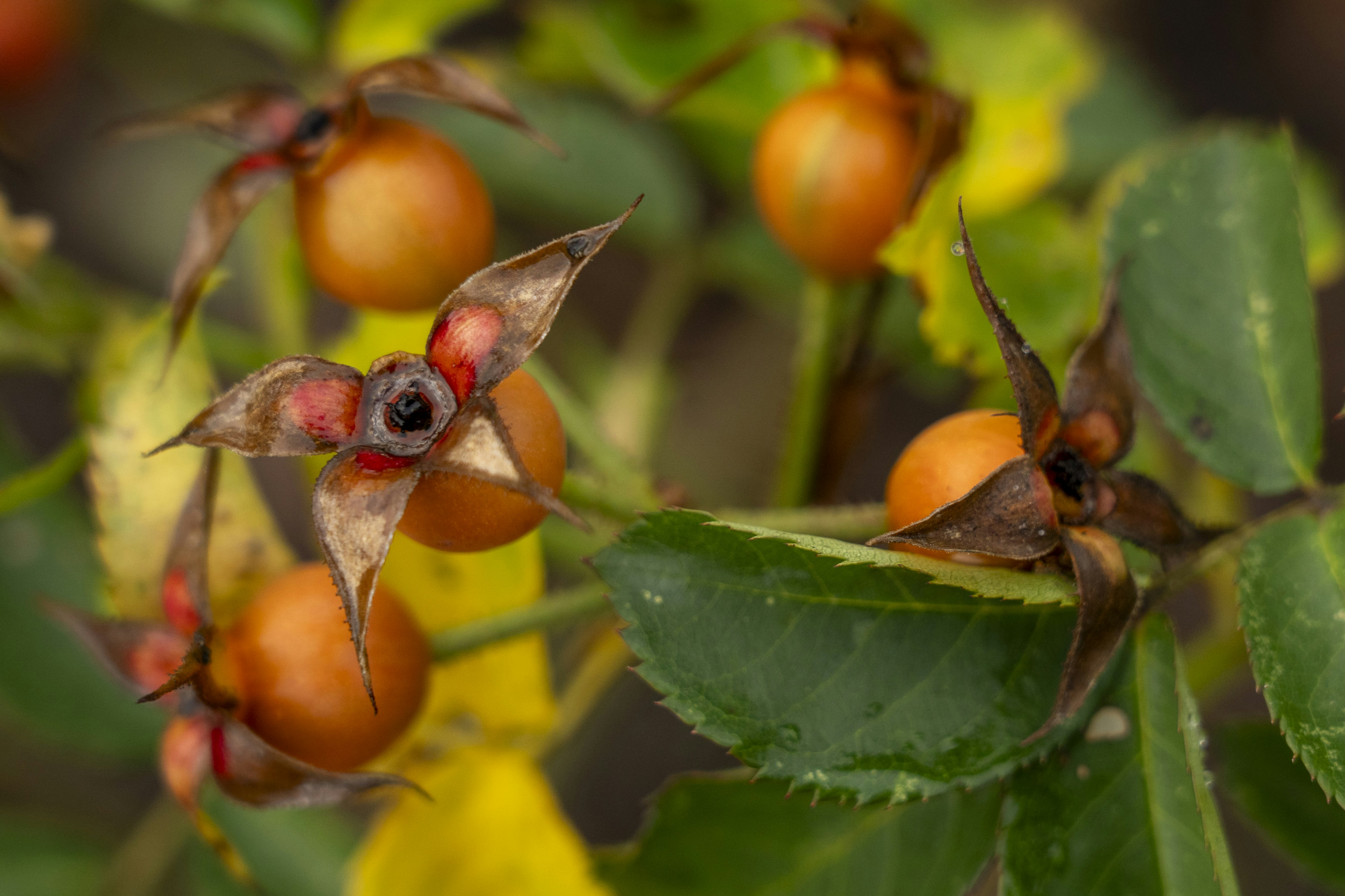 A close up of a bunch of berries on a tree photo – Free Horticulture ...