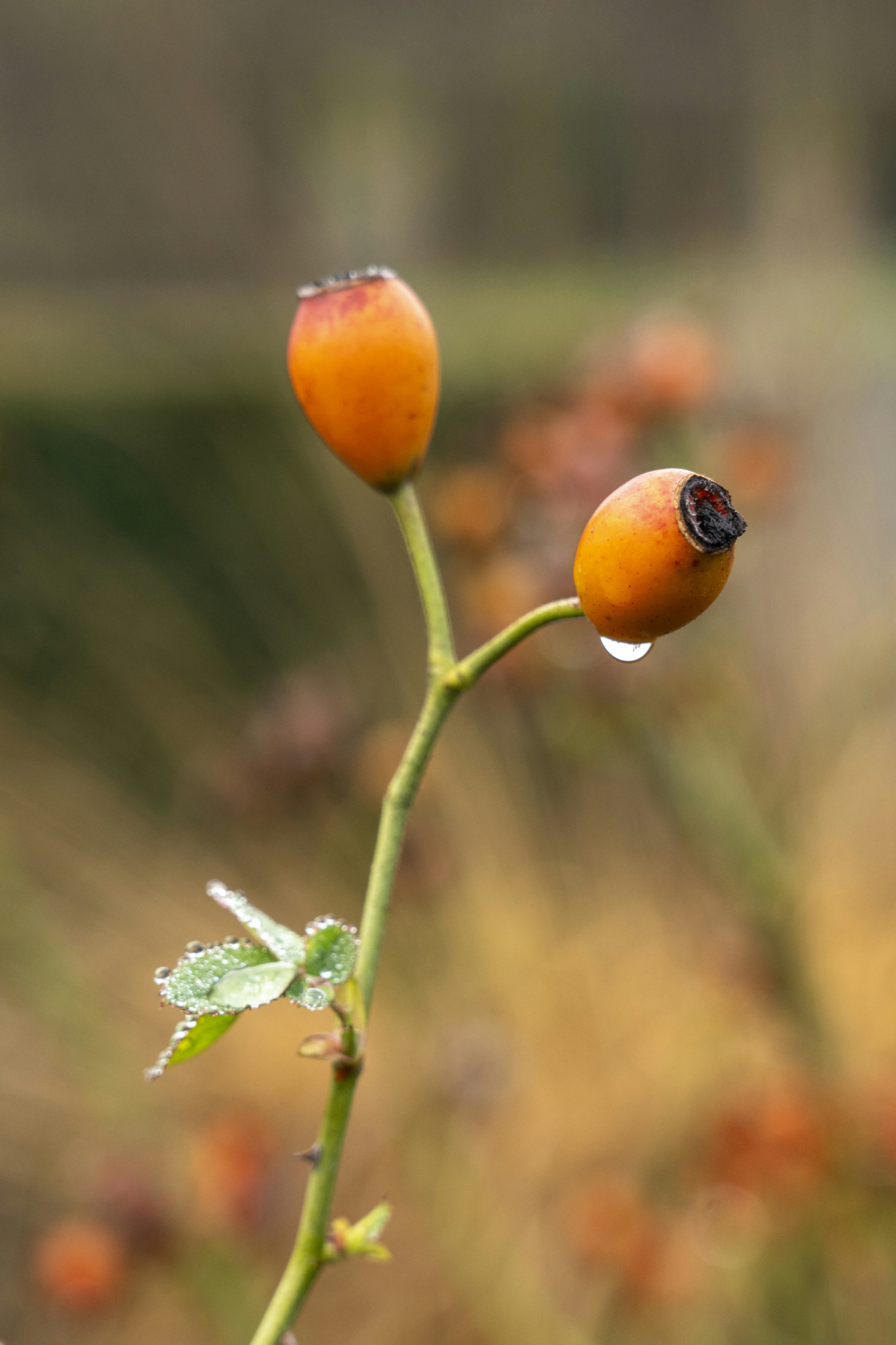 Dew-Kissed Berries on a Slender Stem