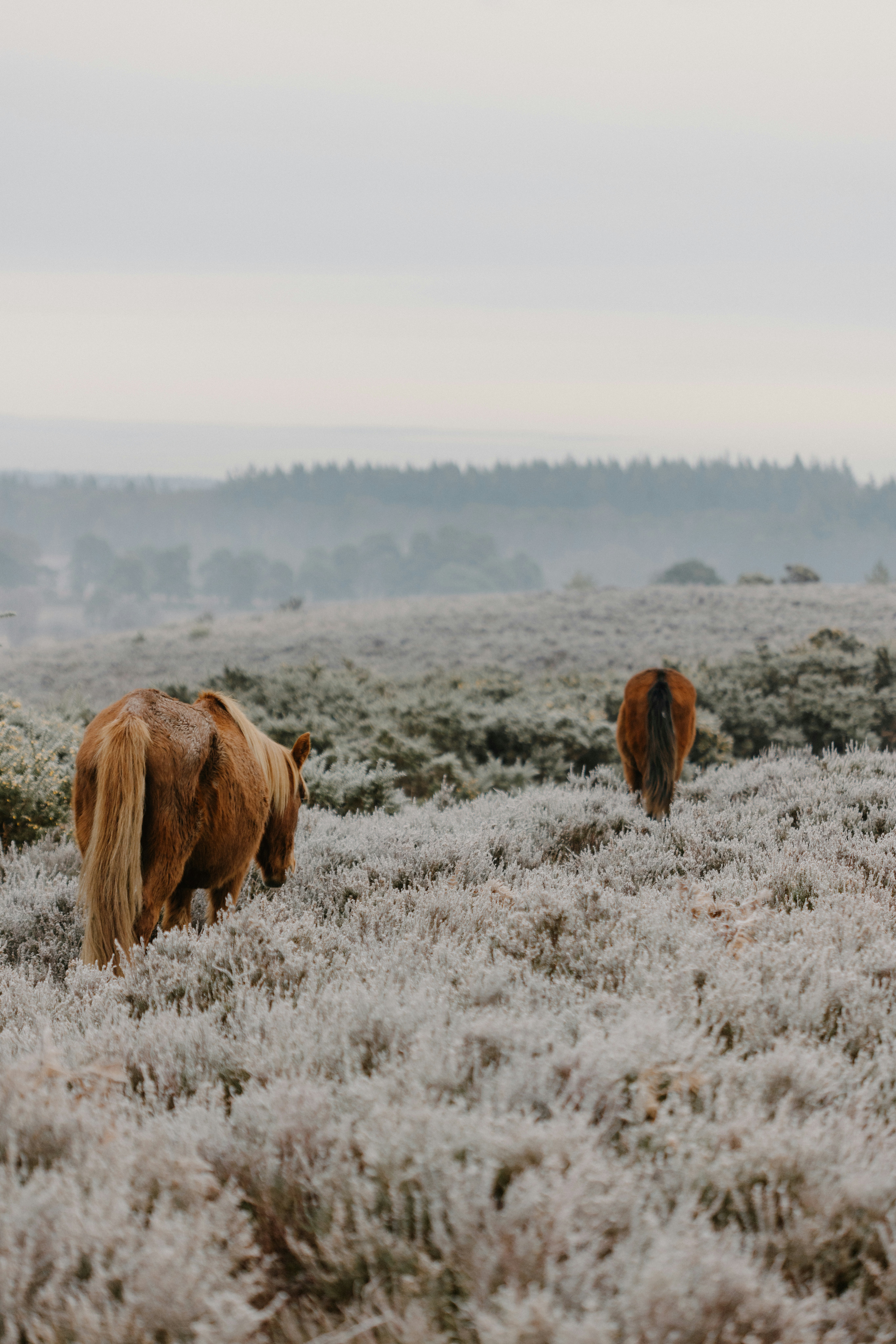 Dos caballos pastan en un campo helado foto – Imagen de Invierno ...