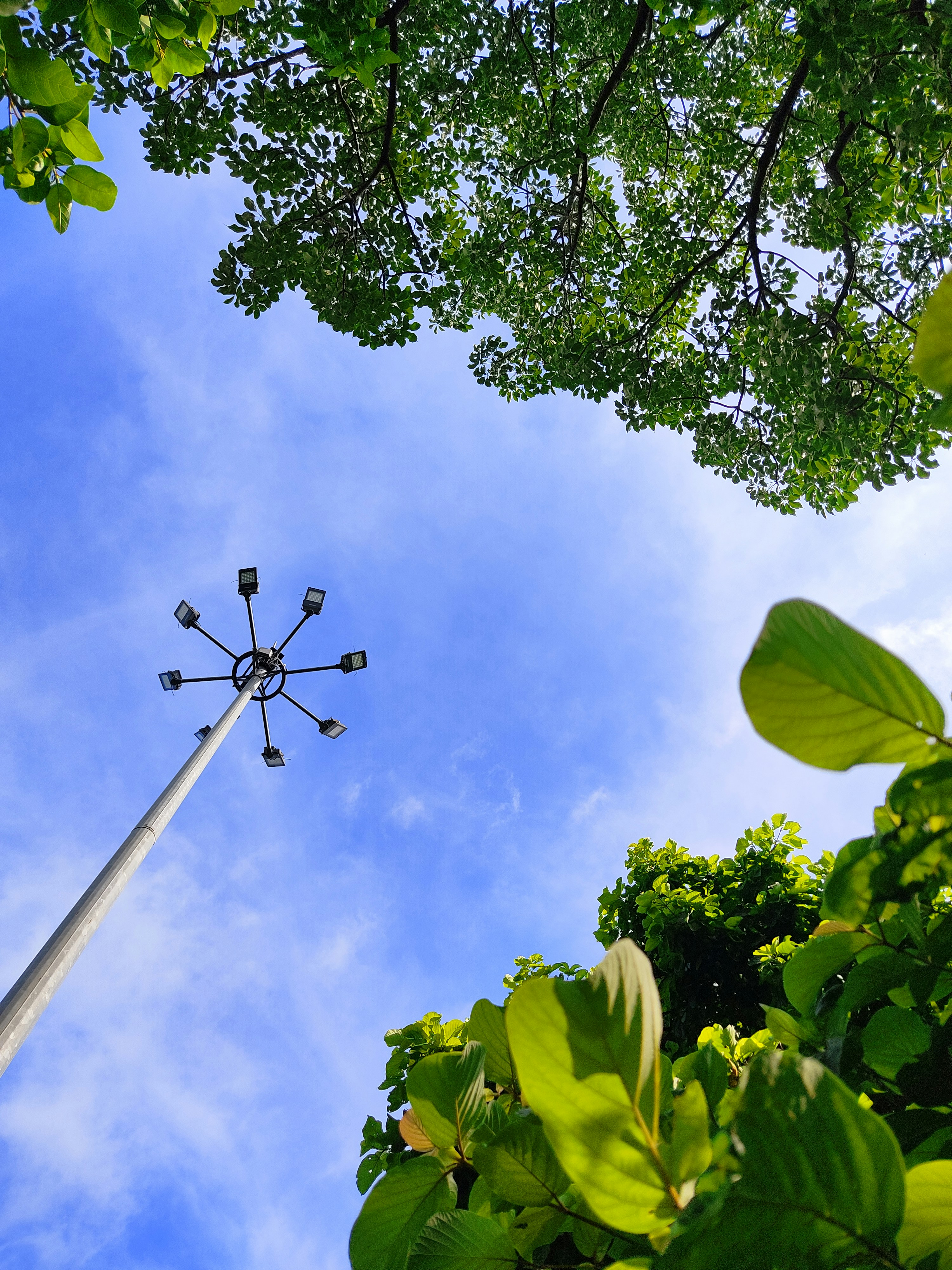 Skyward Look: A Tree-Framed Streetlight Reaches for the Blue